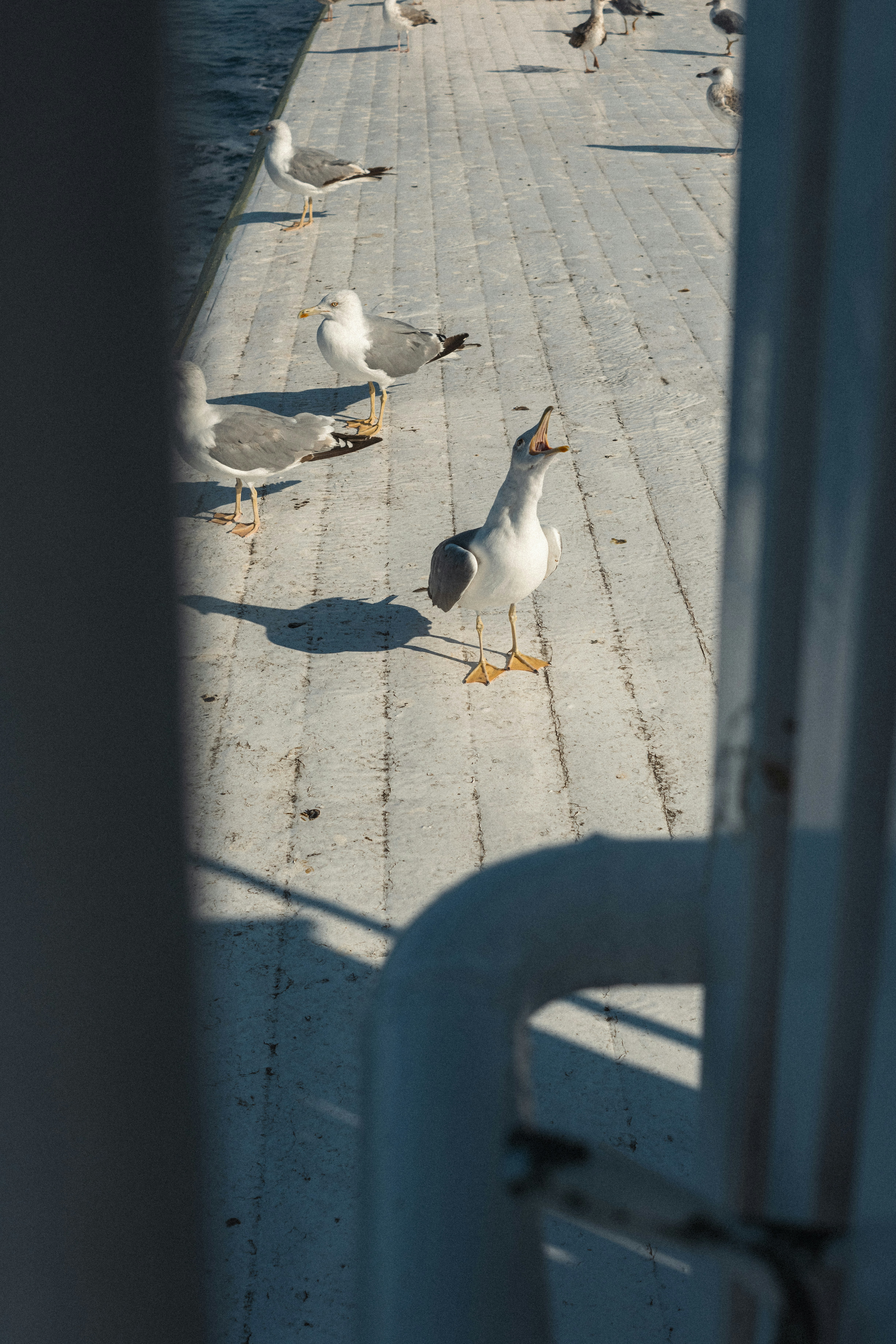 Seagulls standing on a wooden deck in sunlight.