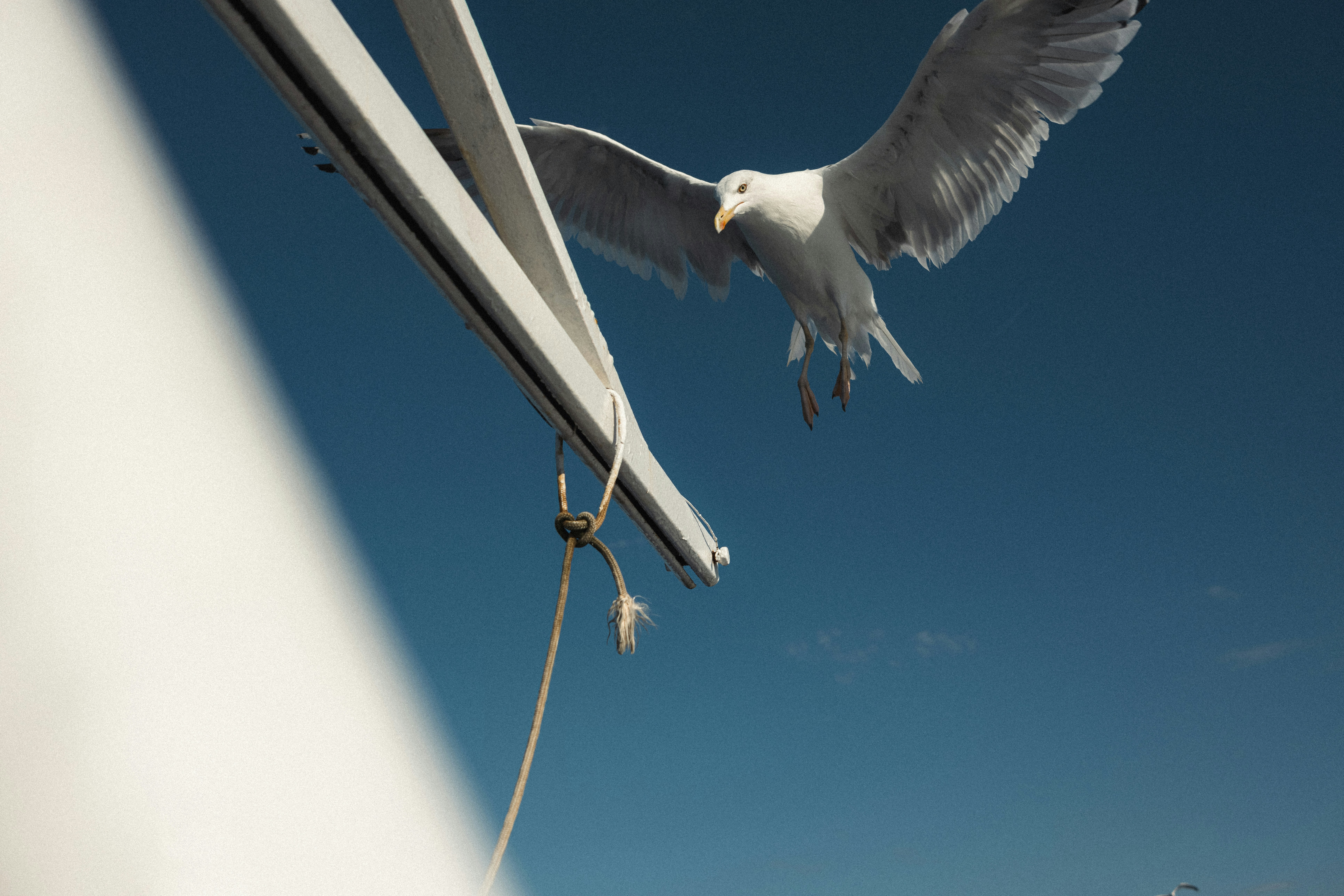 Wingbeat Across a Cerulean Sky: Seagull by Steel and Rope