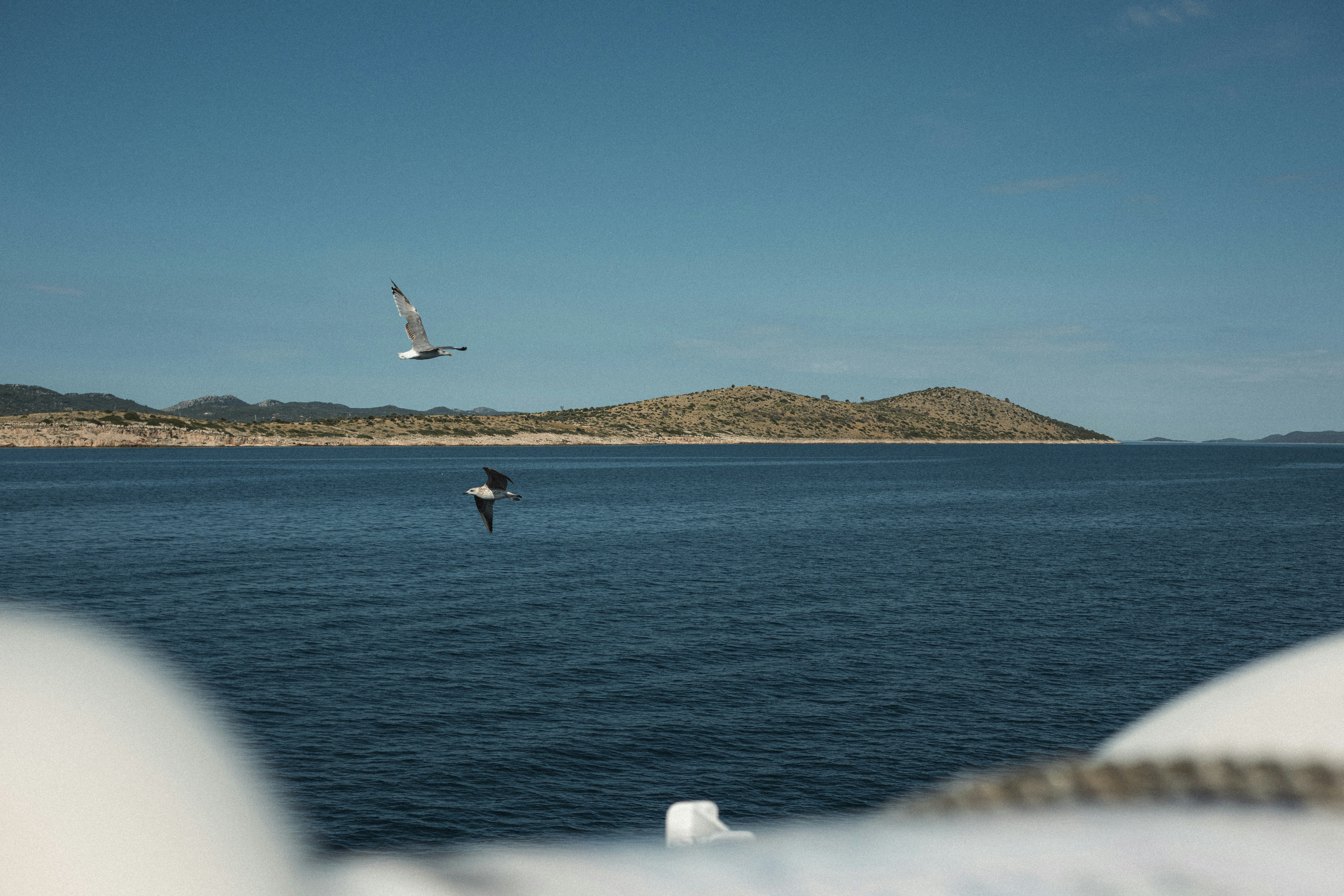 Seabirds in Flight: A Coastal Serenade