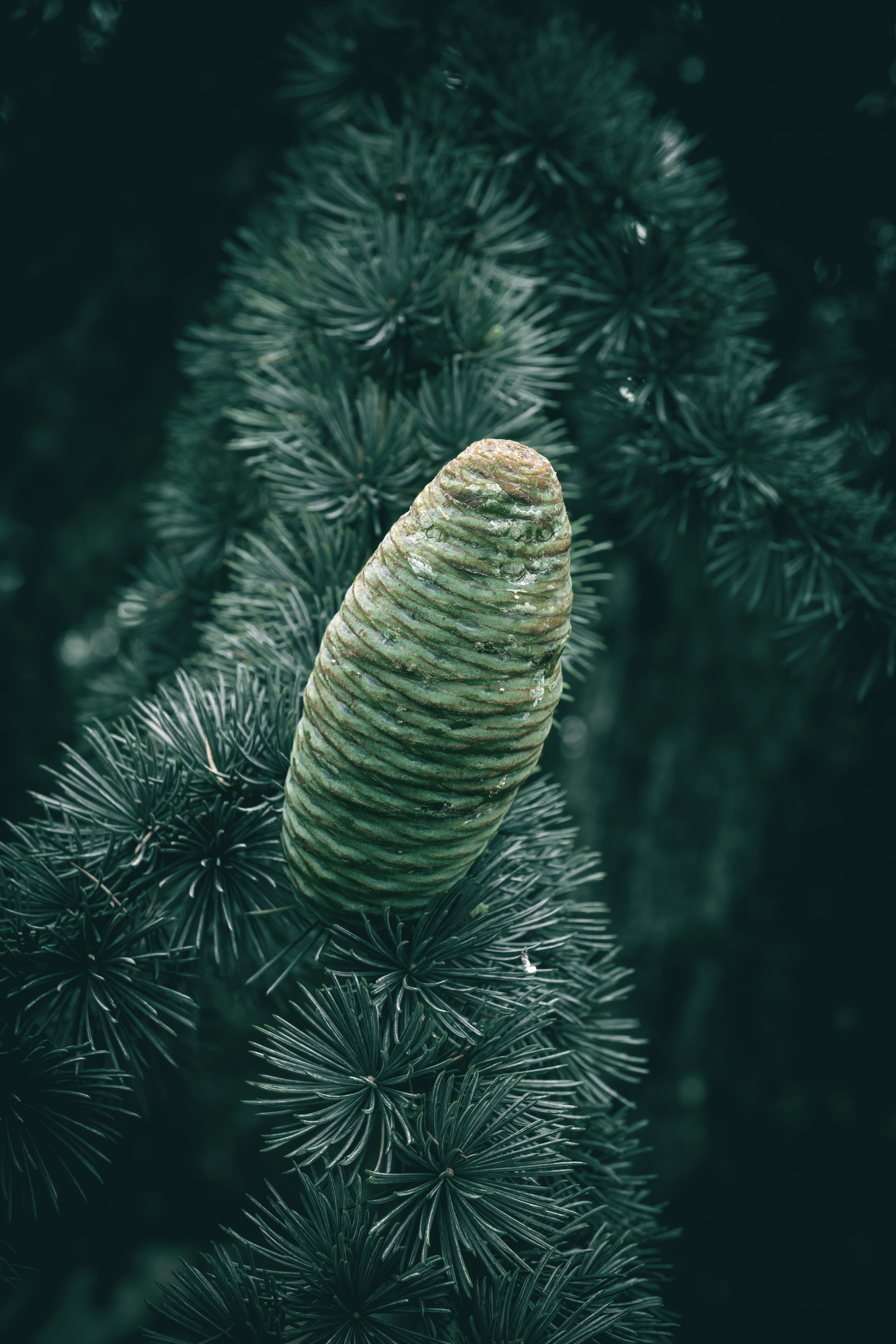 Nature's Green Sculpture: The Pine Cone's Journey