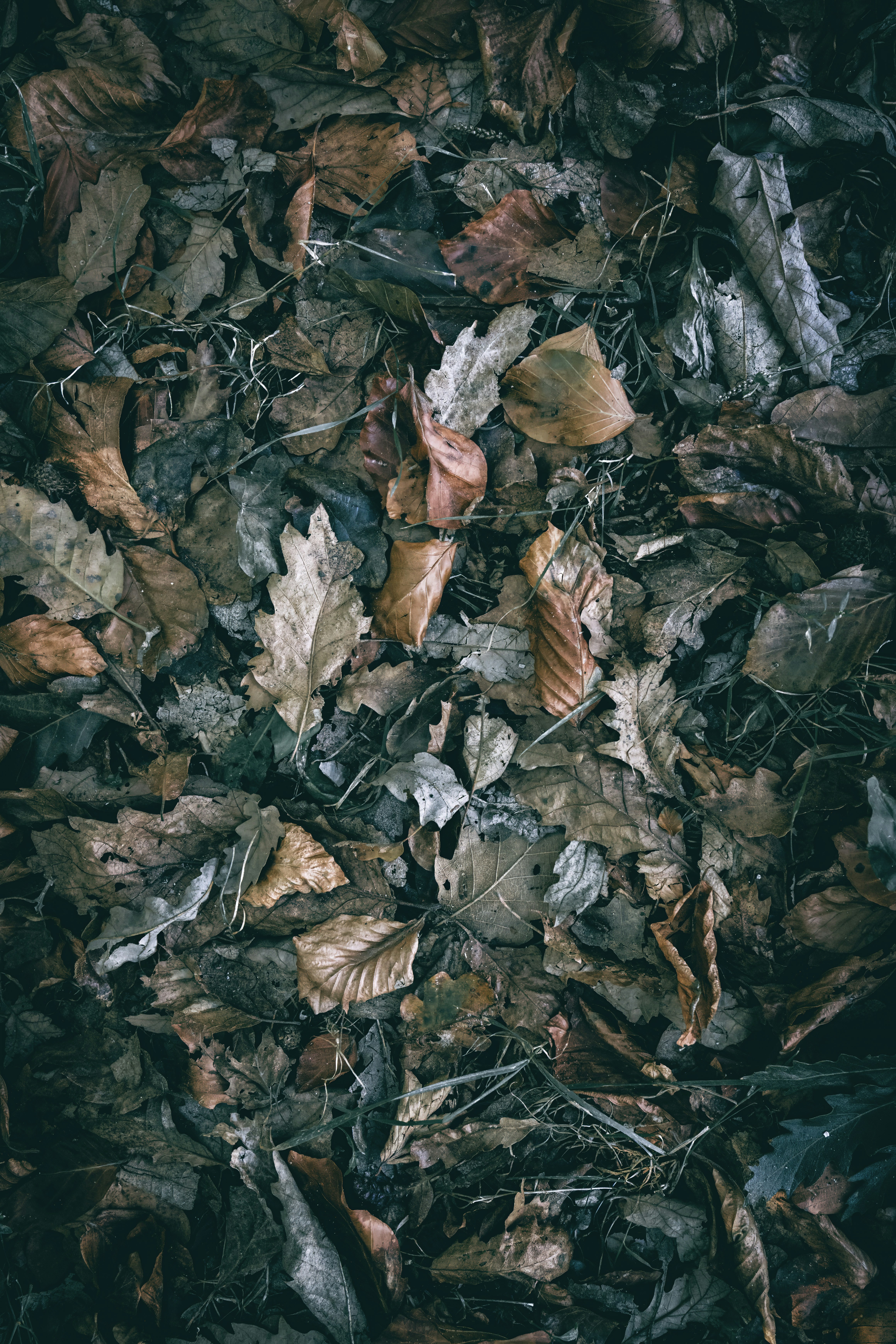 Dry Autumn leaves on the forest floor | A dense covering of fallen autumn leaves on the ground.