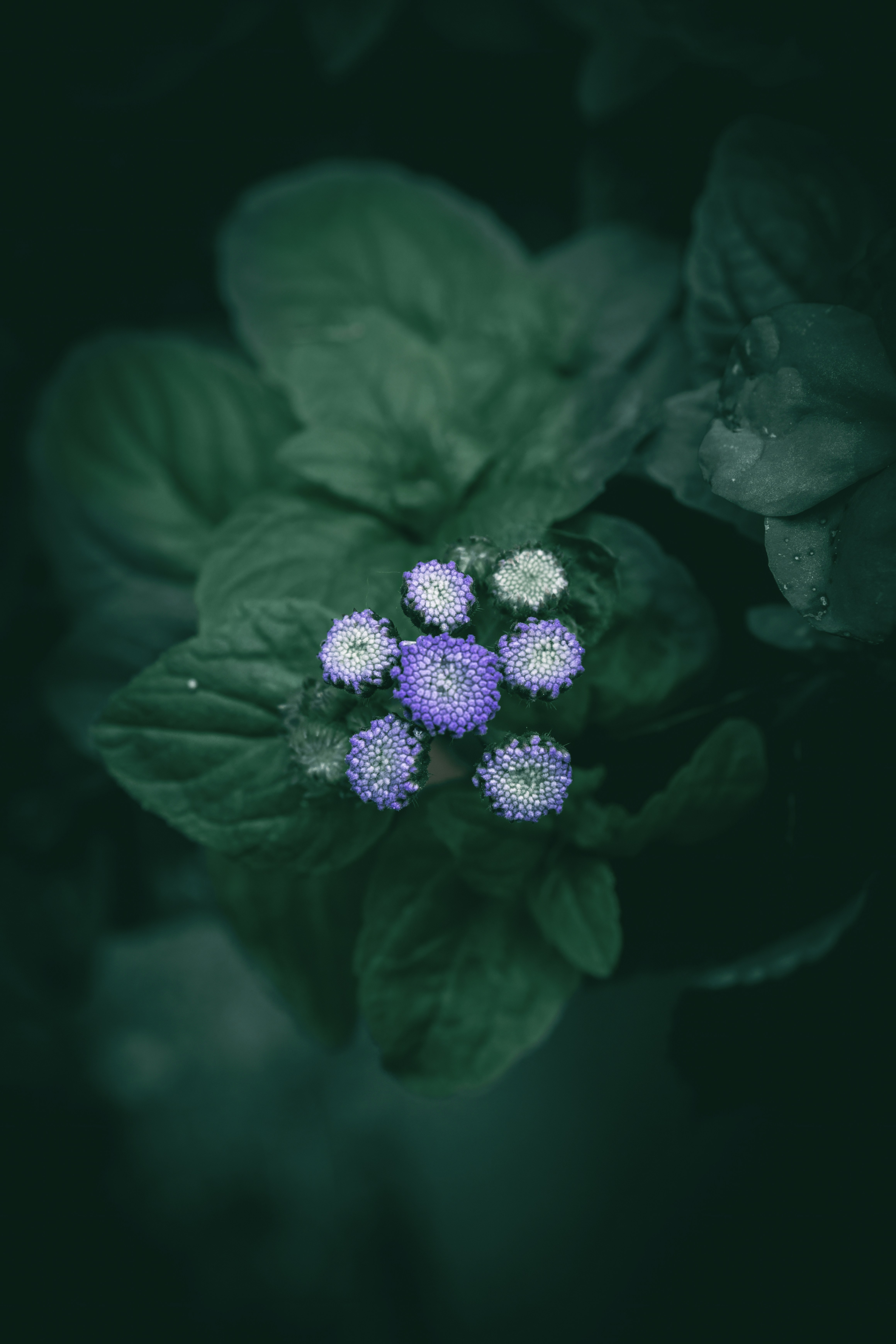 A close up of purple Bluemink flower buds and green leaves | A cluster of small purple flowers surrounded by green leaves