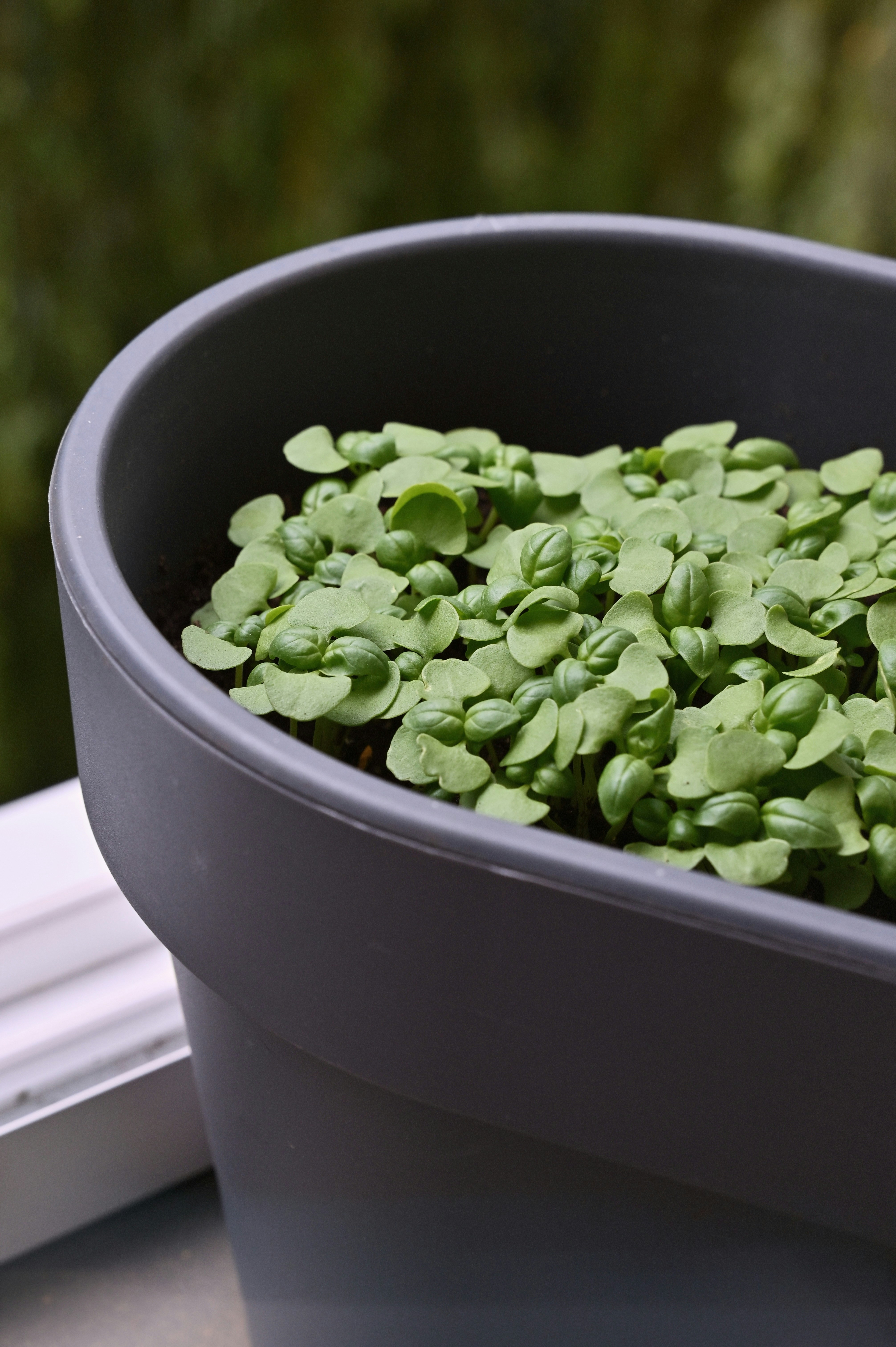 Green miniature forest in a gray planter