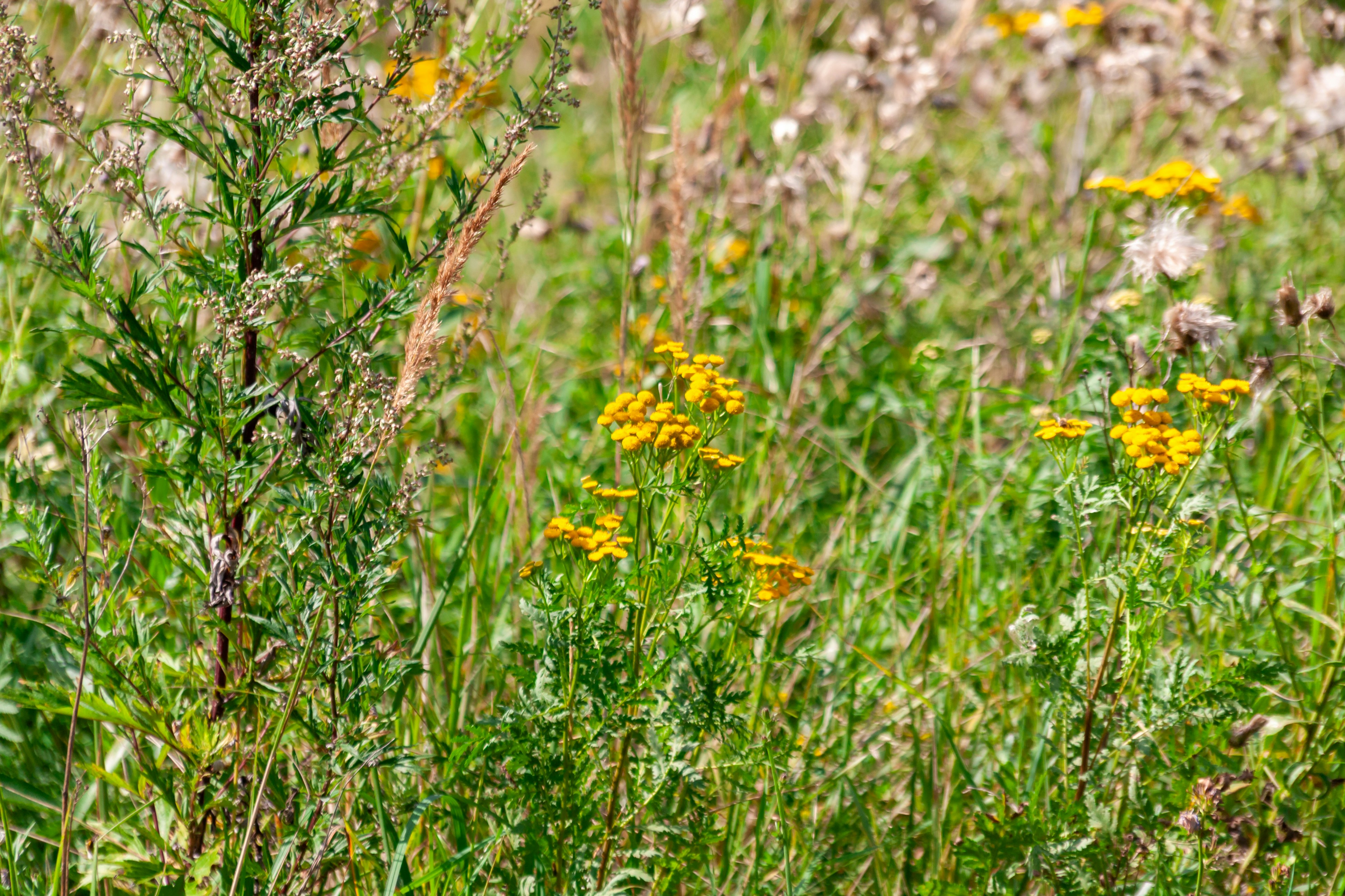 Golden Blossoms Amidst Lush Greenery