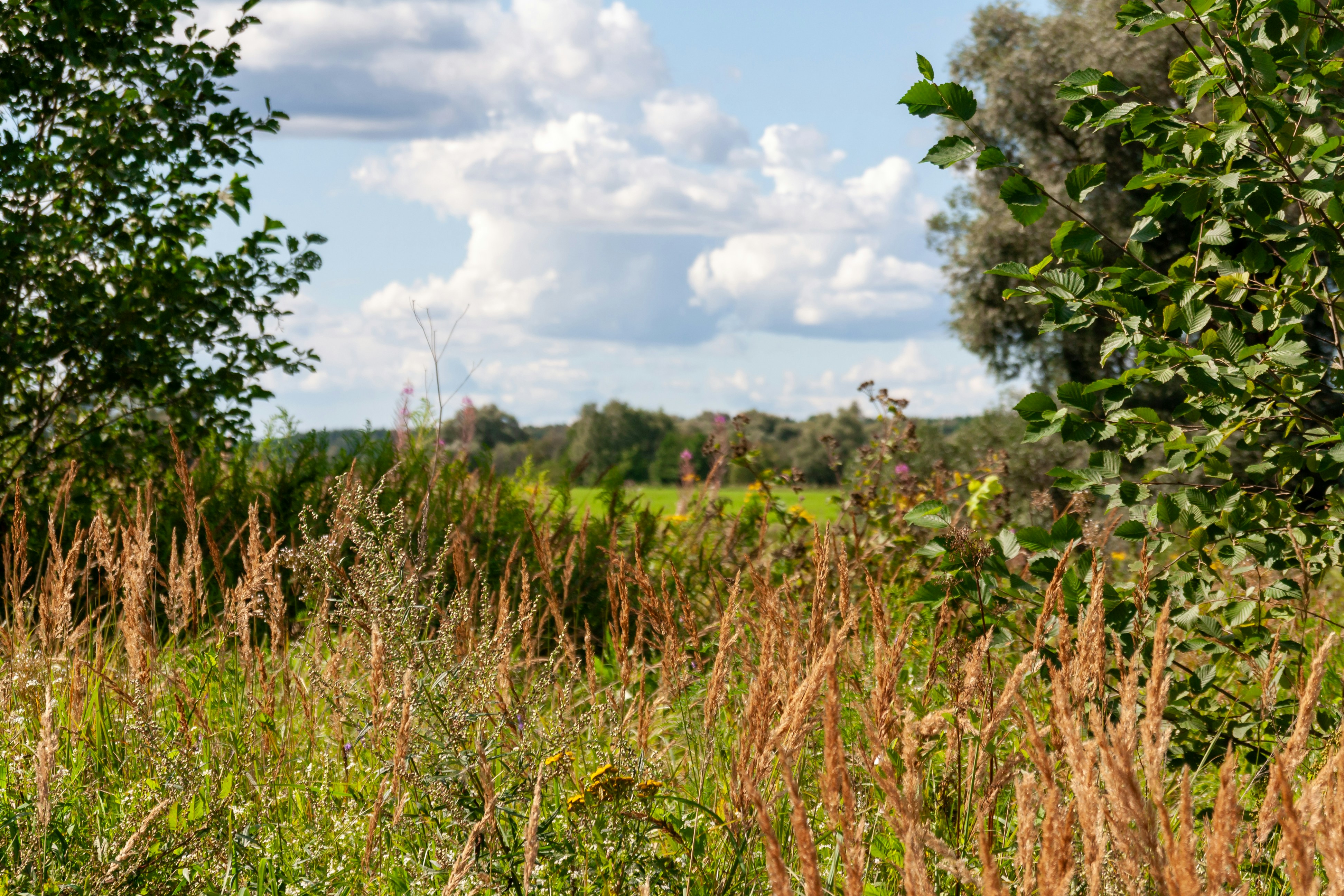 Golden grasses sway gently in the foreground, leading the eye towards a vibrant green field under a sky dotted with fluffy clouds.