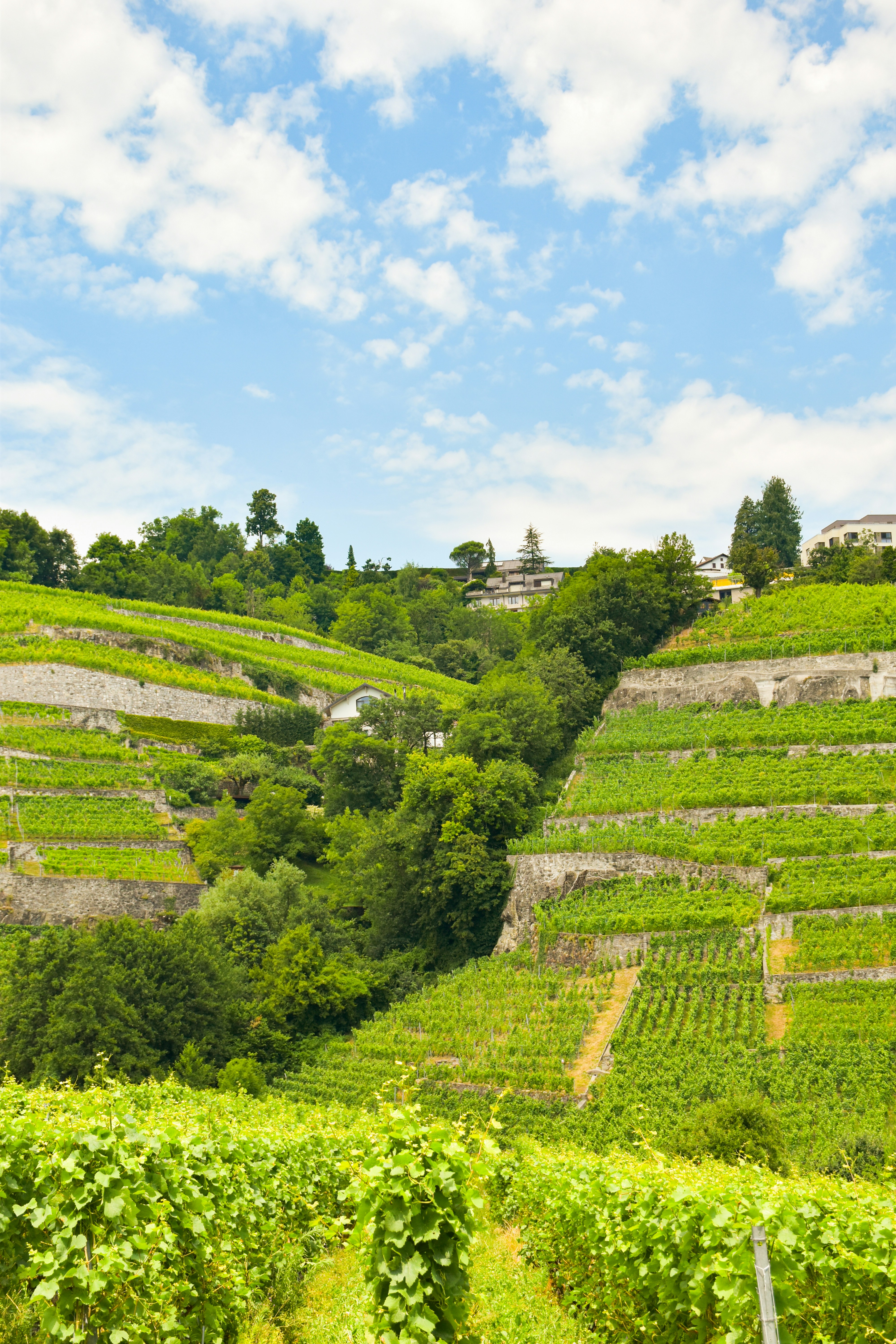 Lush terraced vineyards cascade down a hillside under a bright blue sky, dotted with fluffy clouds. The scene captures the harmonious blend of agriculture and nature.