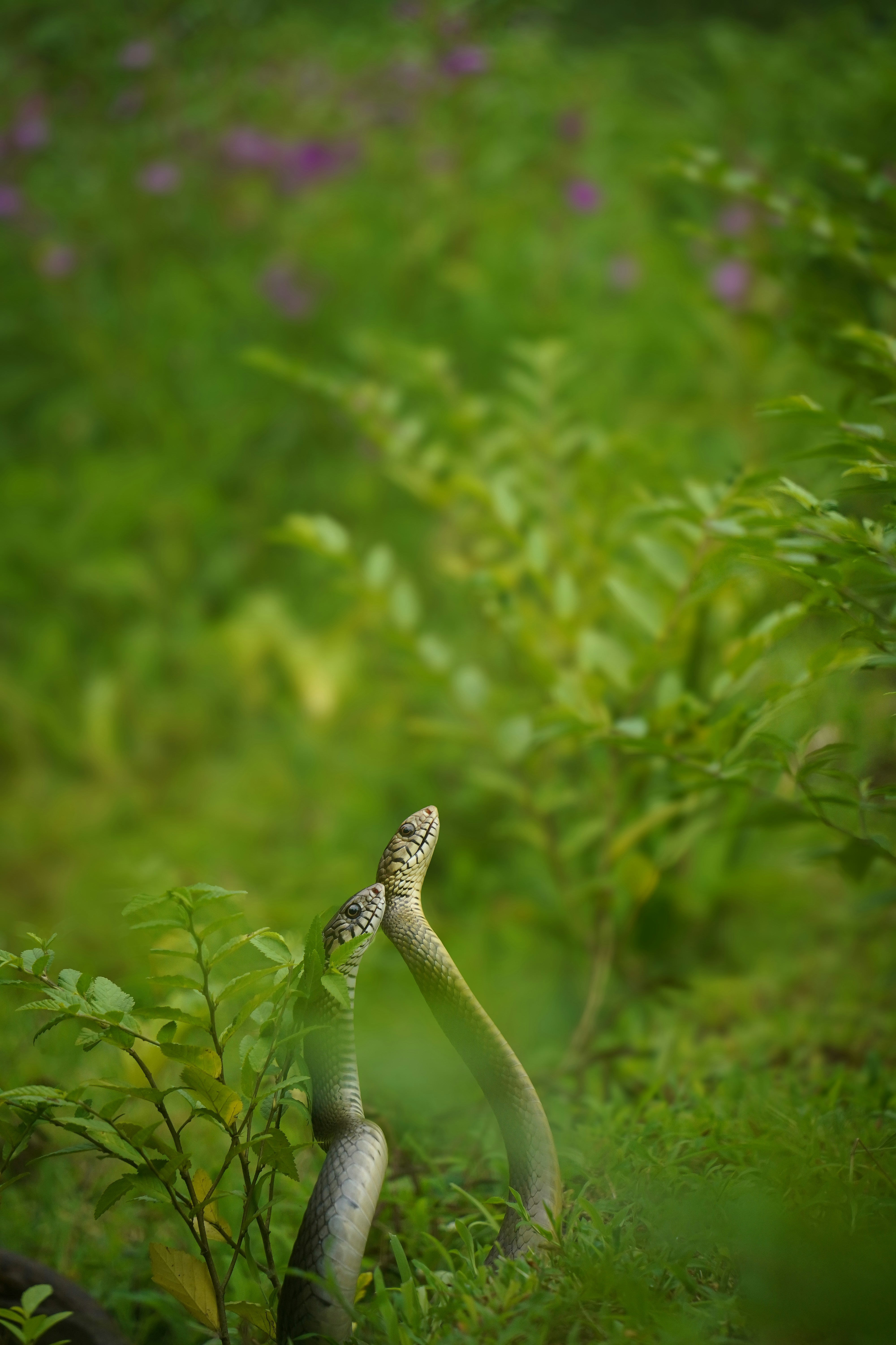 When two male rat snakes entwine and wrestle, they are engaged in a ritualized fight for dominance and mating rights, not a mating ritual | Two snakes entwined in green foliage
