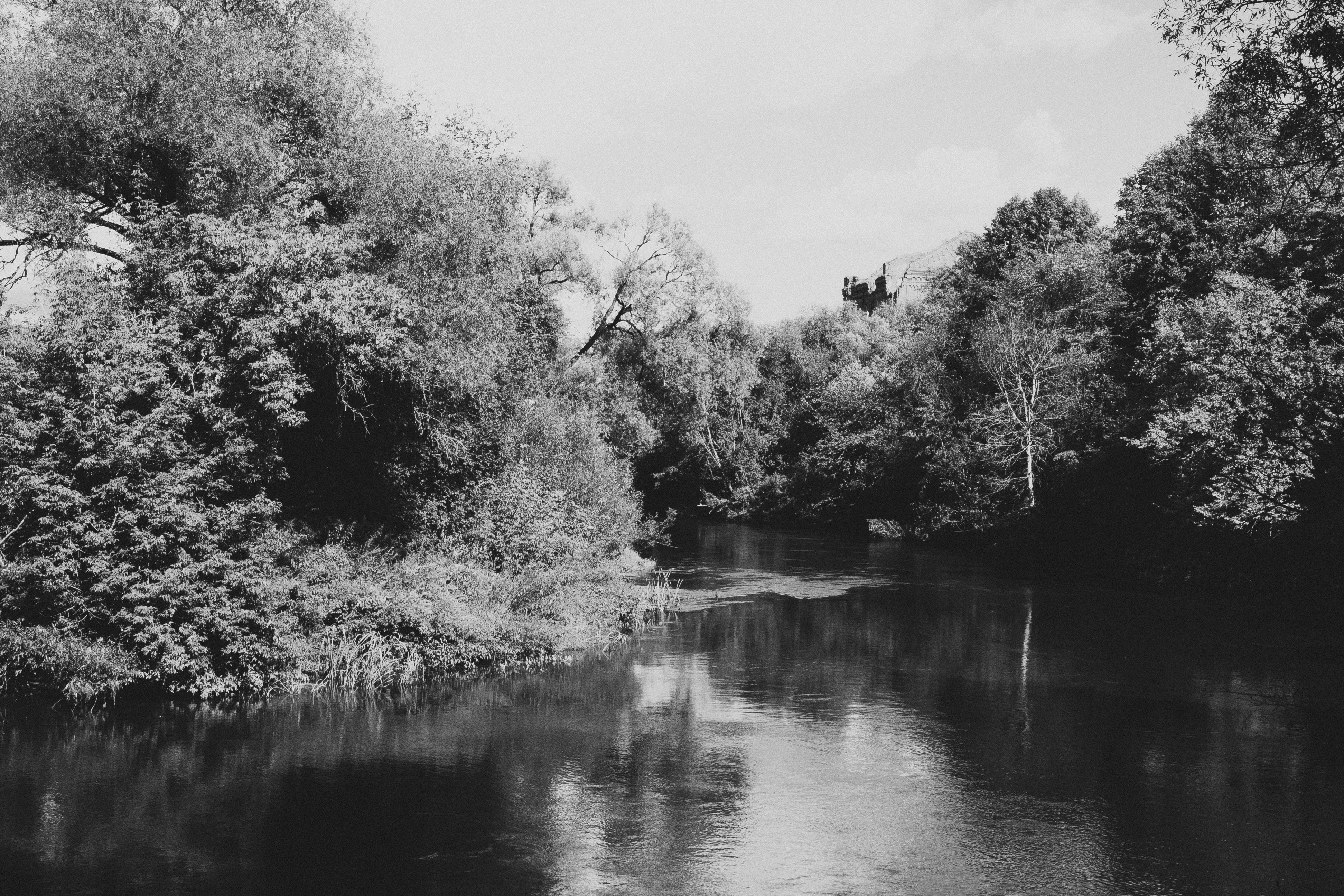 A tranquil river flowing through a lush forest