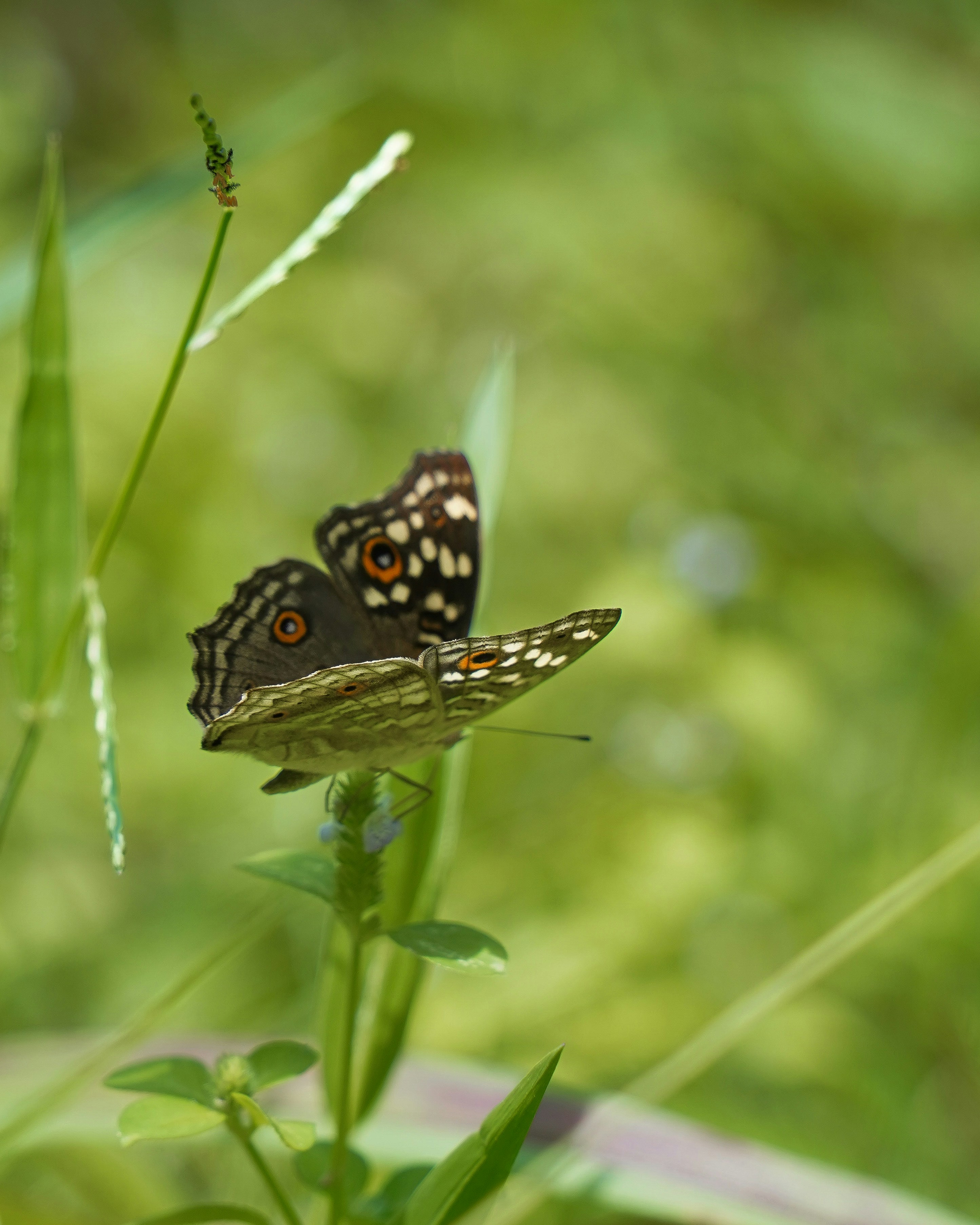The butterfly in the image is identified as a Lemon Pansy (Junonia lemonias). | A butterfly rests on a green plant.