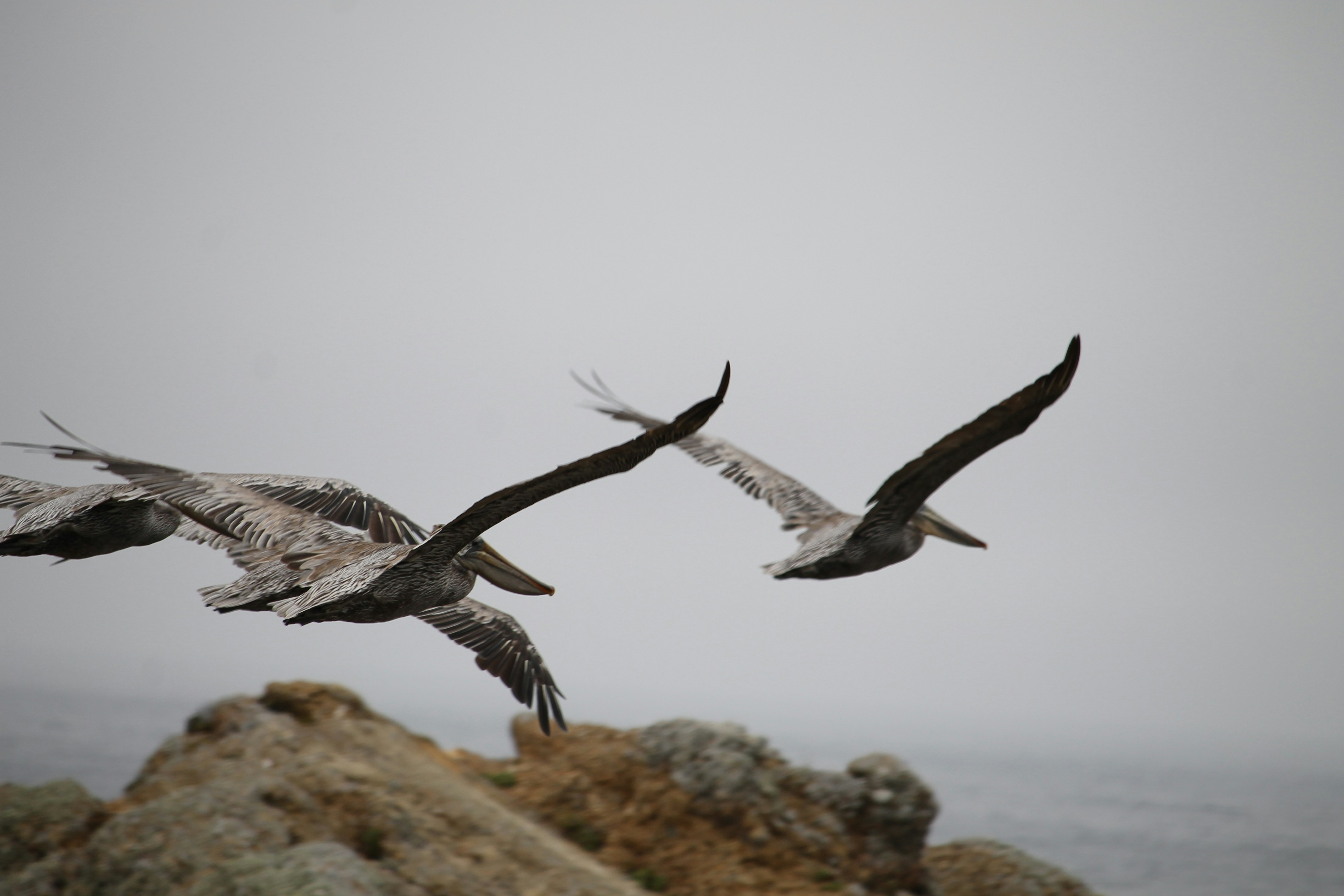 A group of pelicans gliding gracefully over rocky coastal terrain, their wings spread wide against a muted sky.