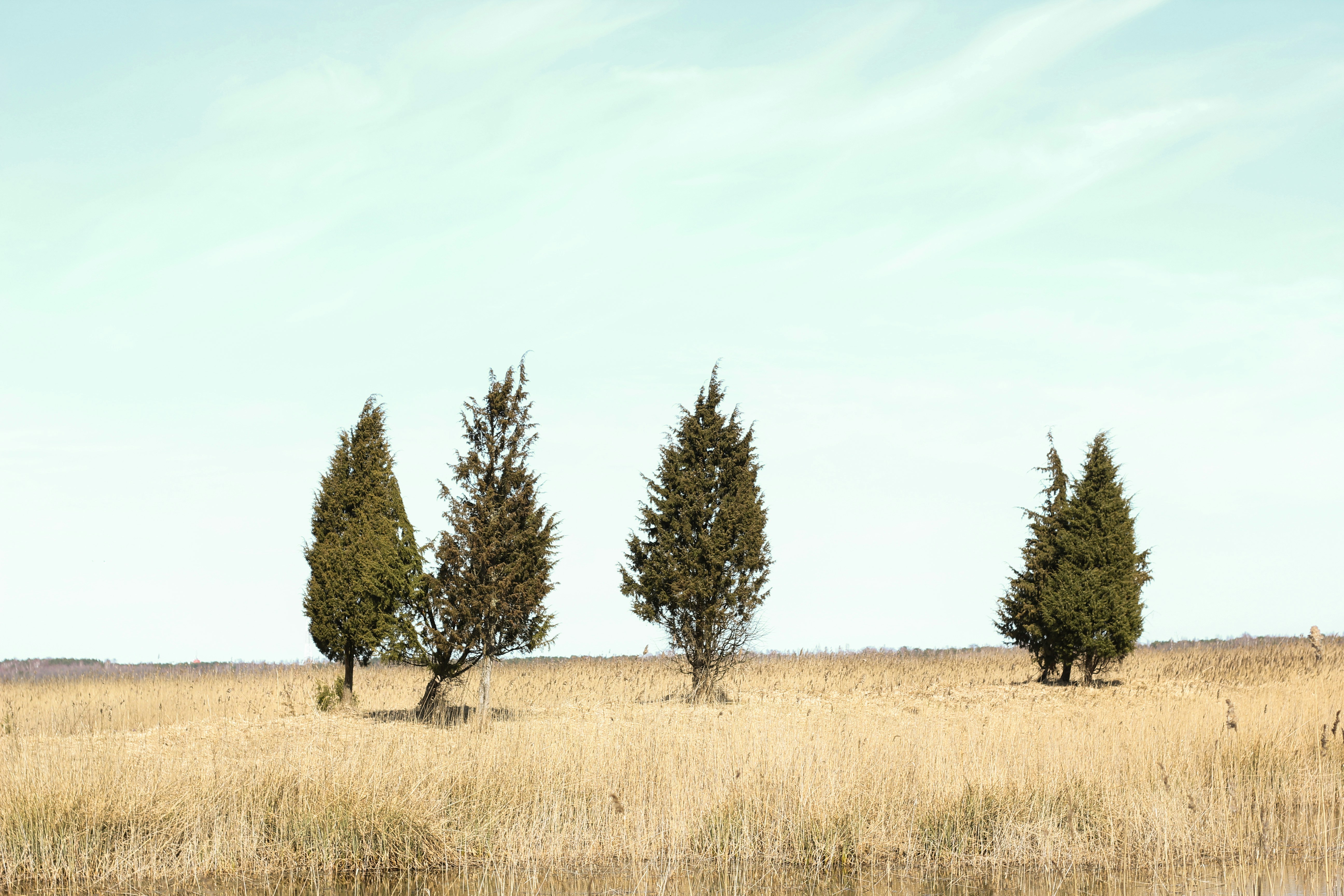 Four evergreen trees in a dry, grassy field.