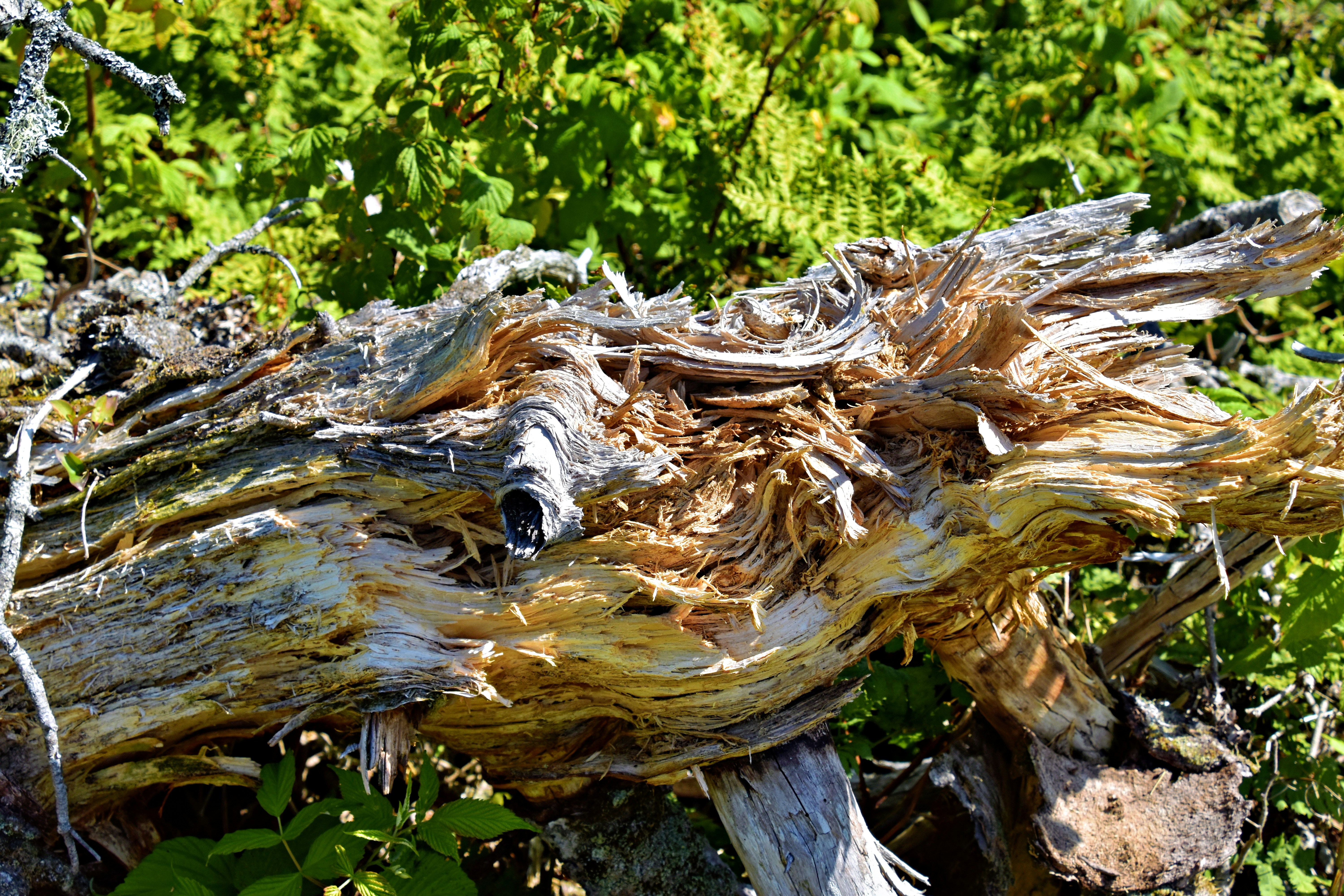 Intricately weathered log surrounded by vibrant green foliage, showcasing the beauty of decay in a forest setting.
