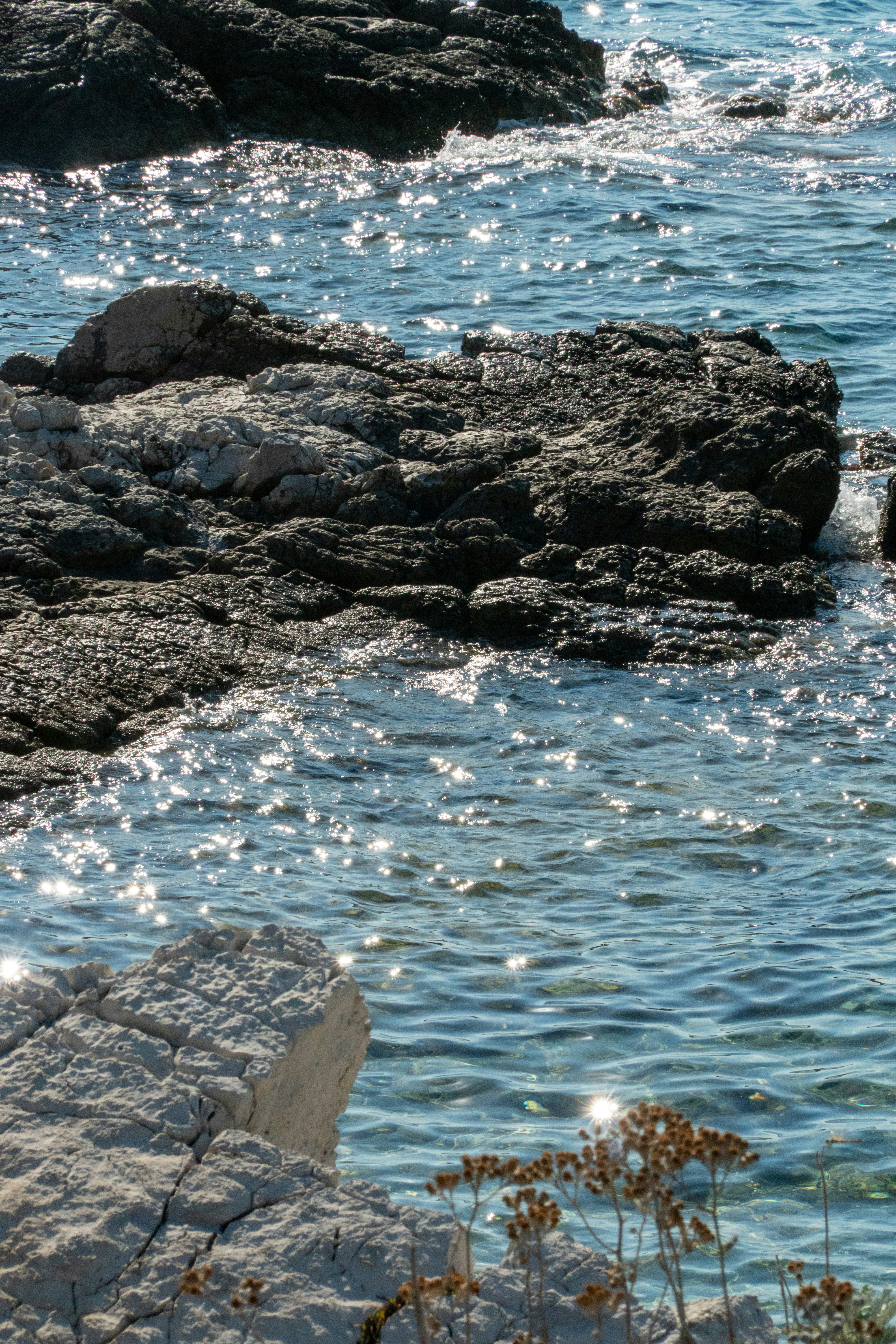 Glistening water reflects sunlight over rugged coastal rocks, with delicate vegetation framing the scene. A tranquil moment captured in nature.