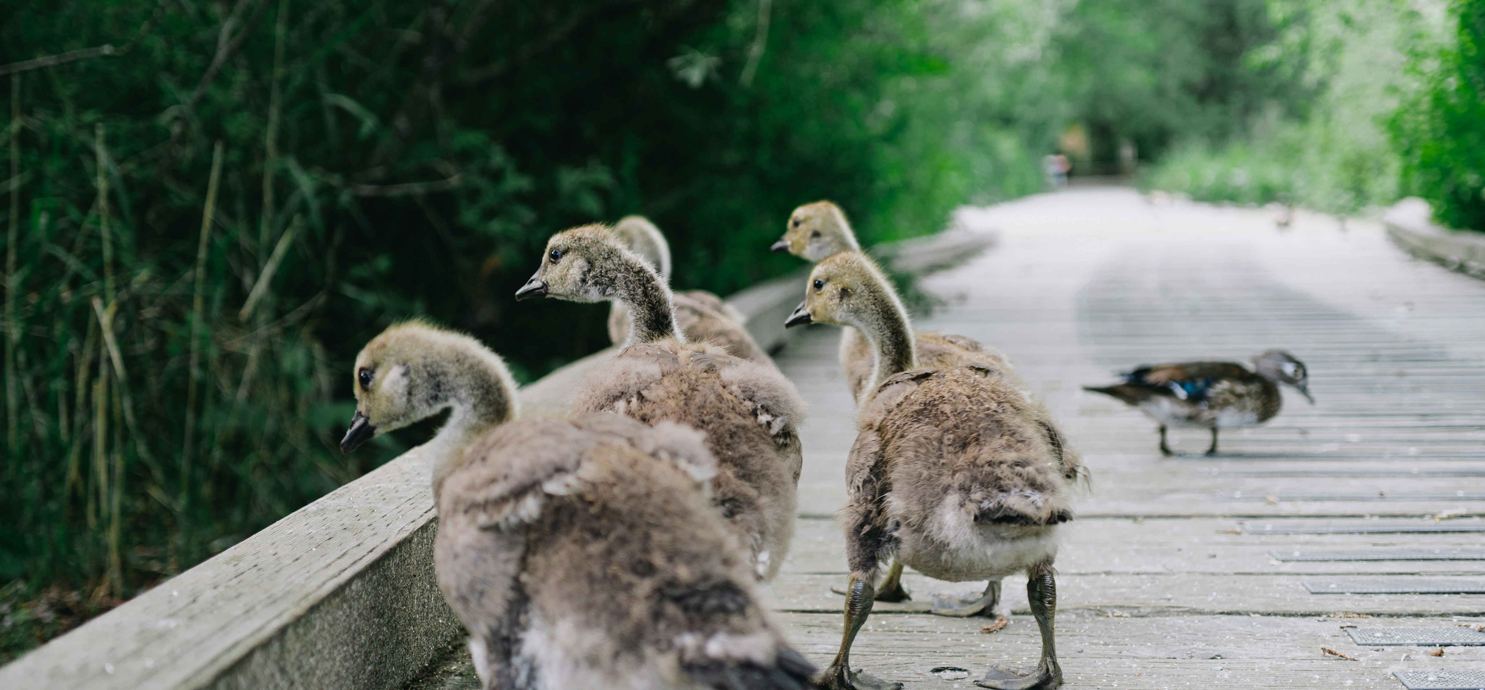A Gentle Stroll: Goslings on the Path
