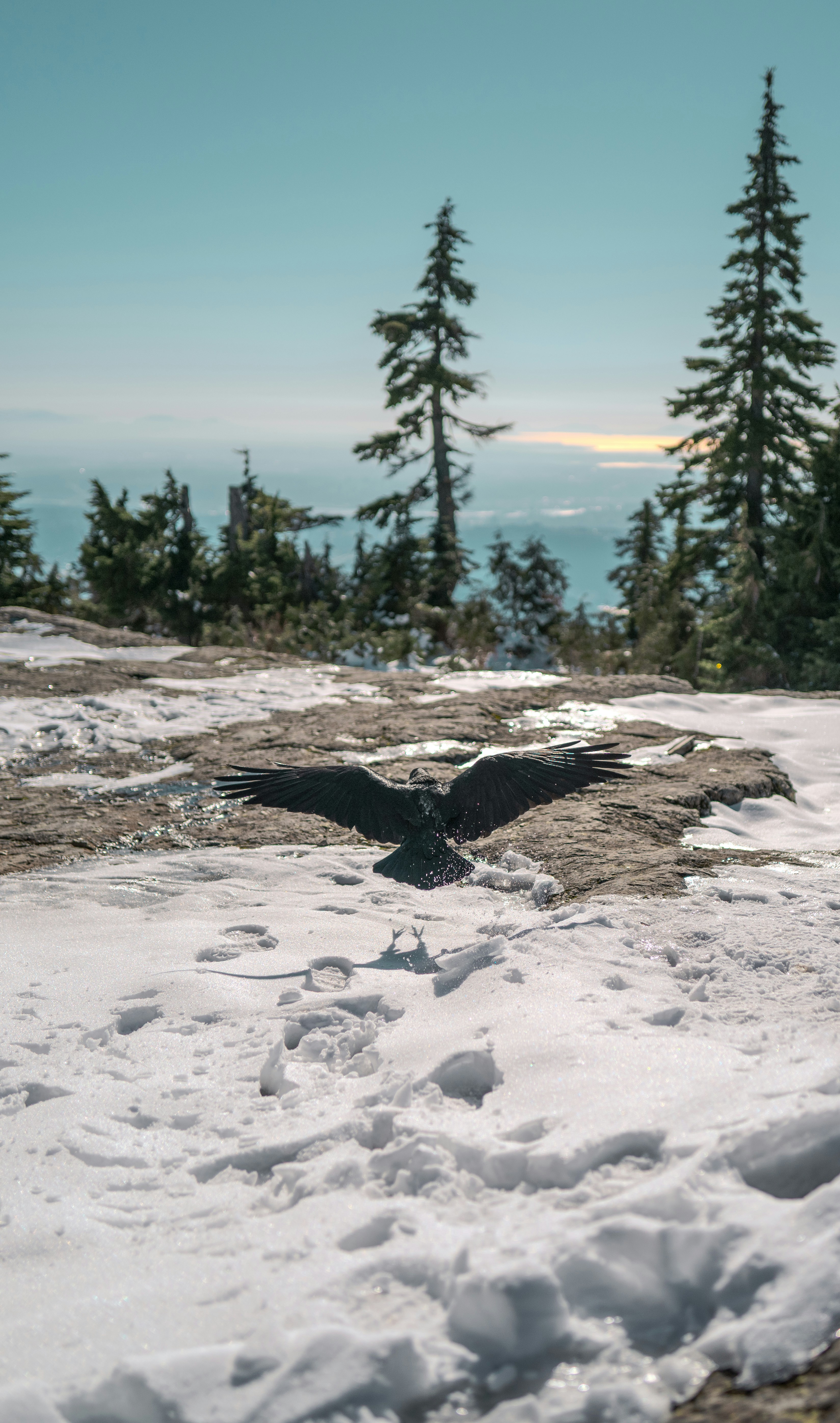 A Dance of Shadows and Snow