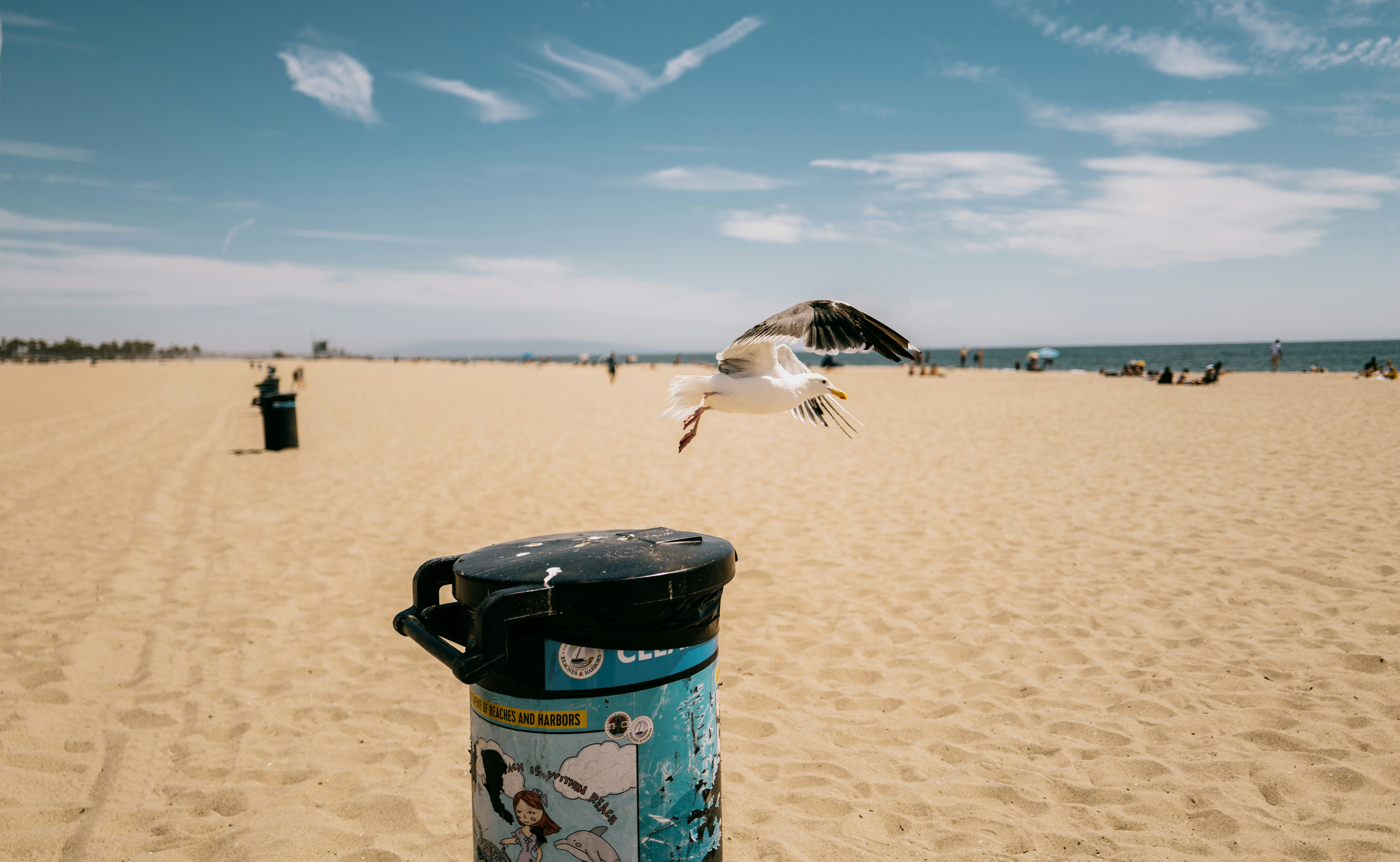 Seagull's Leap: A Beachside Encounter