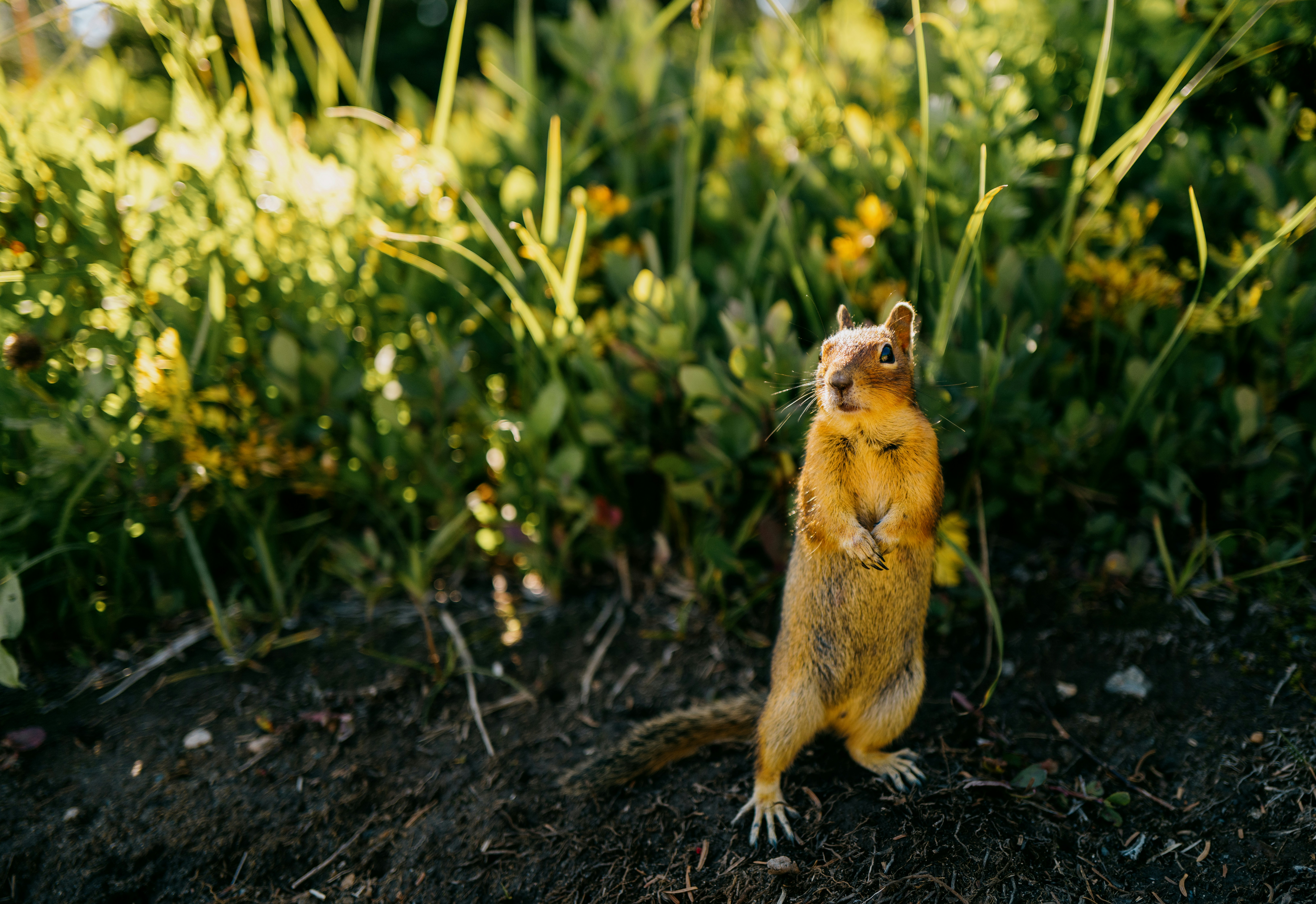 Curious Ground Dweller in a Lush Habitat
