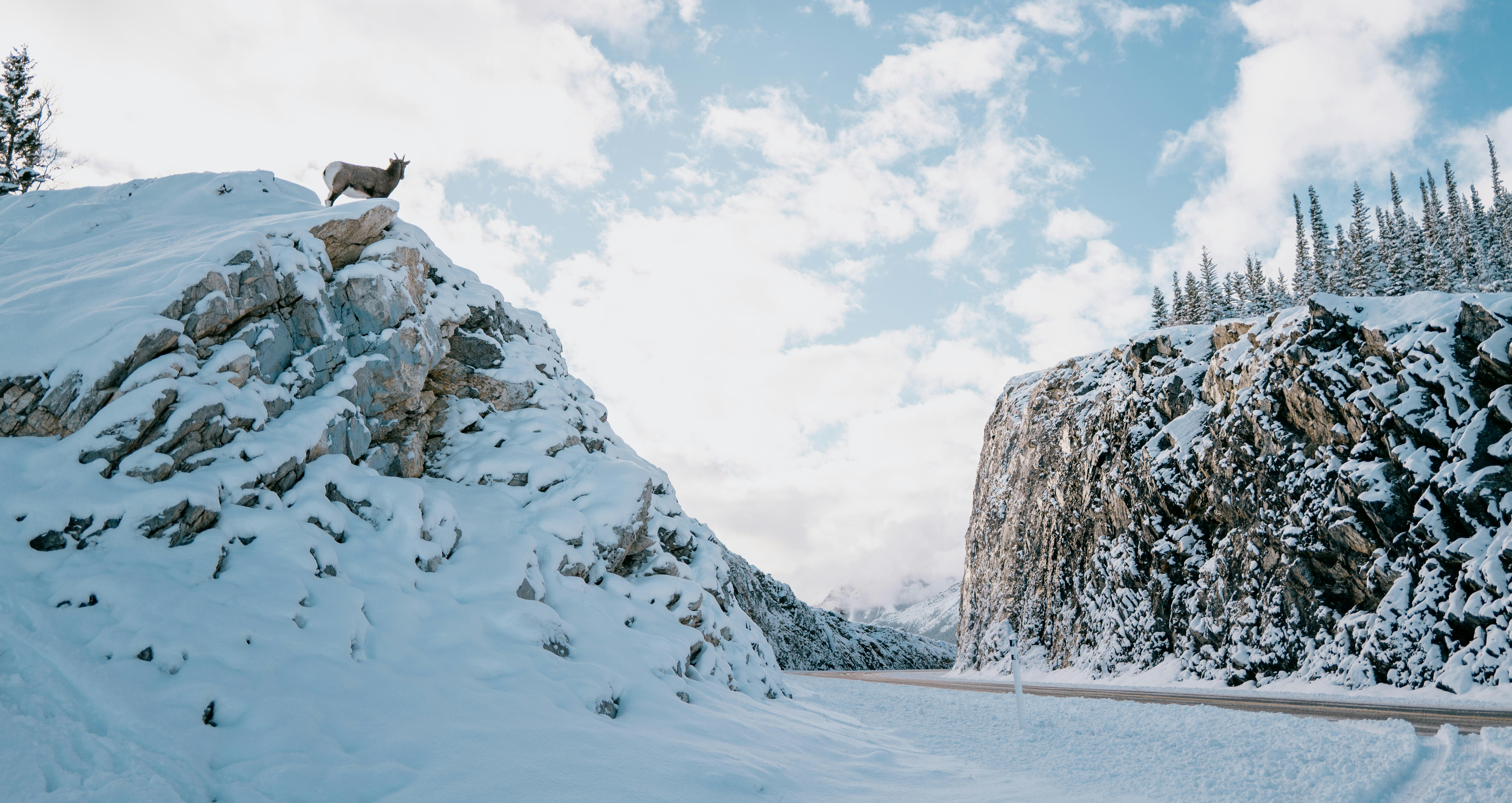 Lone Alpine Sentinel on a Snow-Capped Ridge