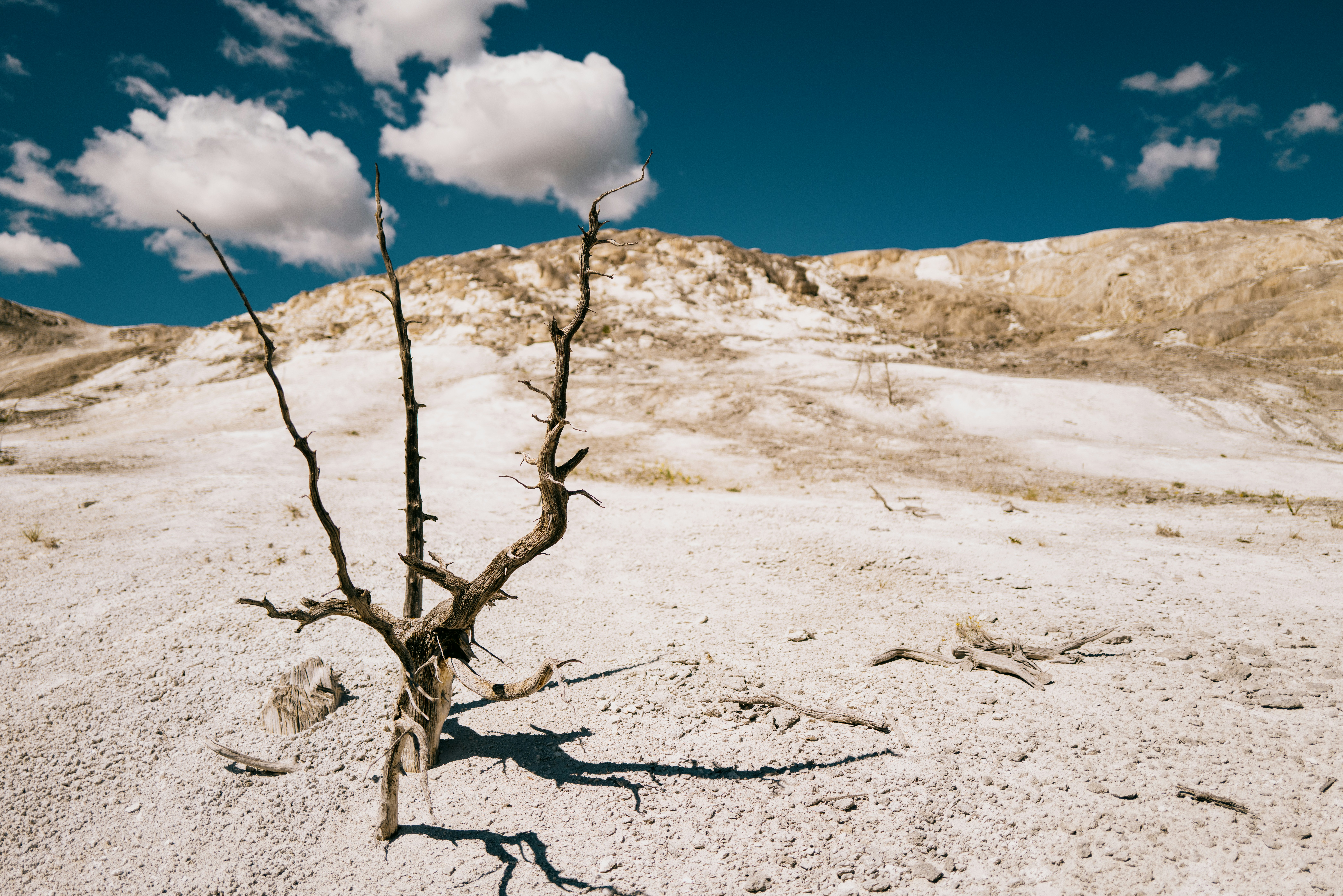 Whispers of Resilience in a Barren Landscape
