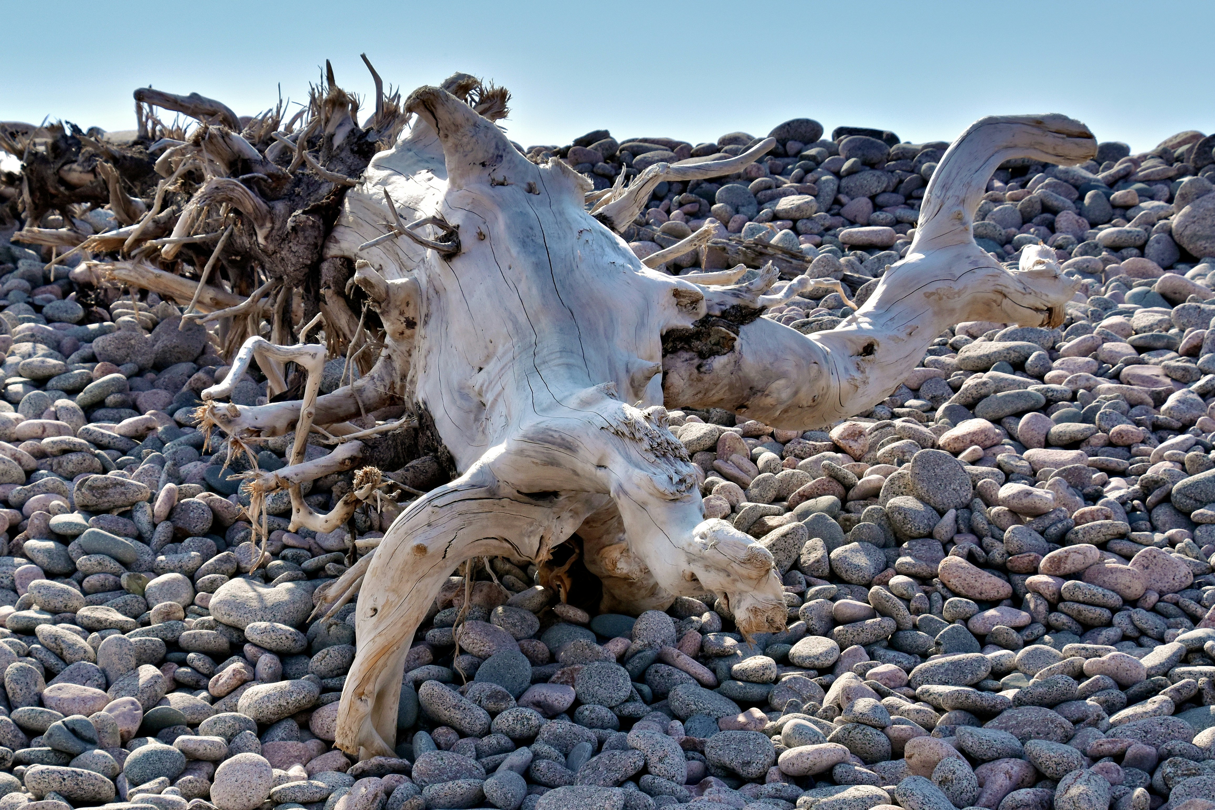 Nature's Sculptural Masterpiece: Driftwood on Pebbled Shore