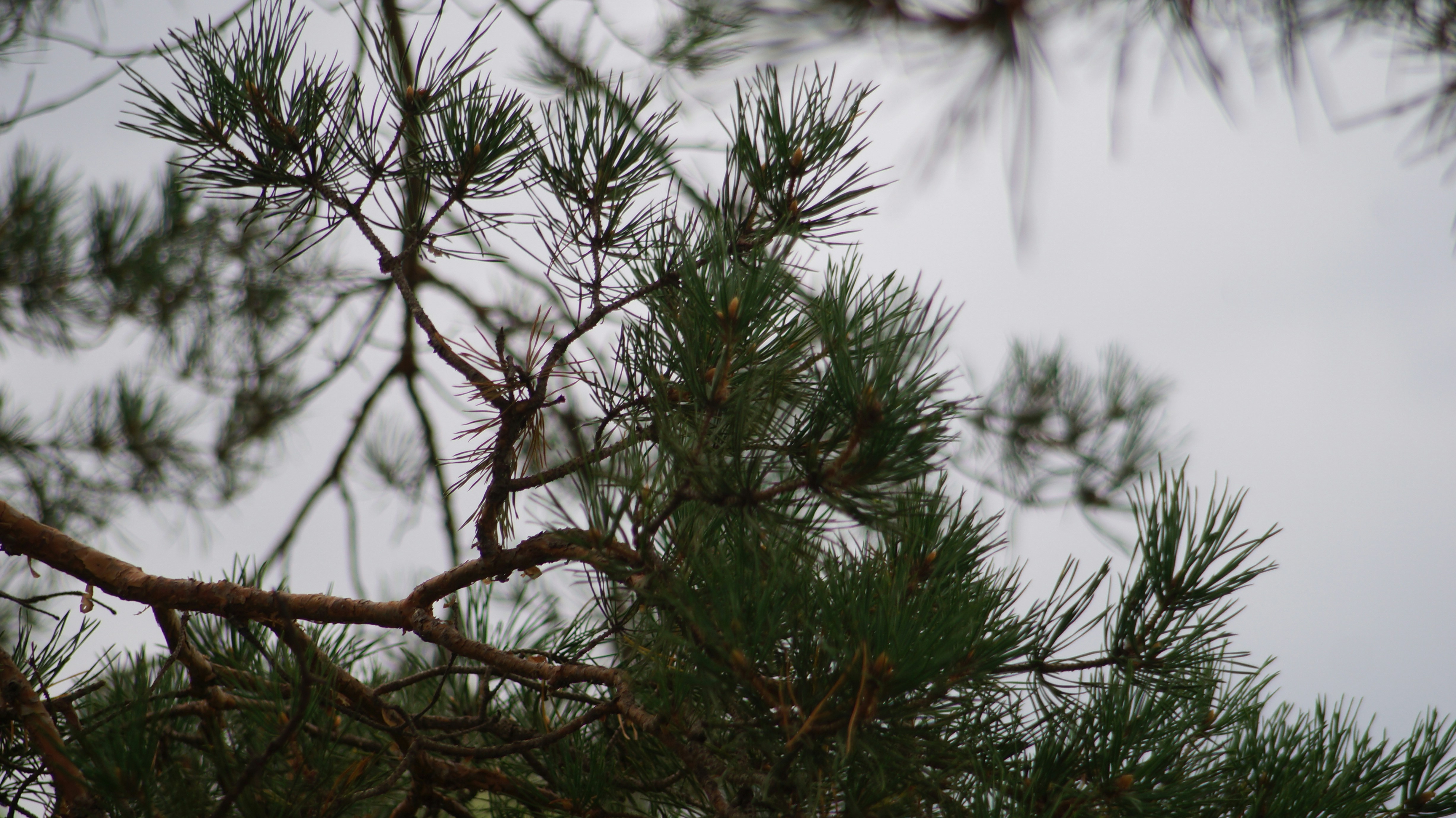Pine tree branches against a cloudy sky