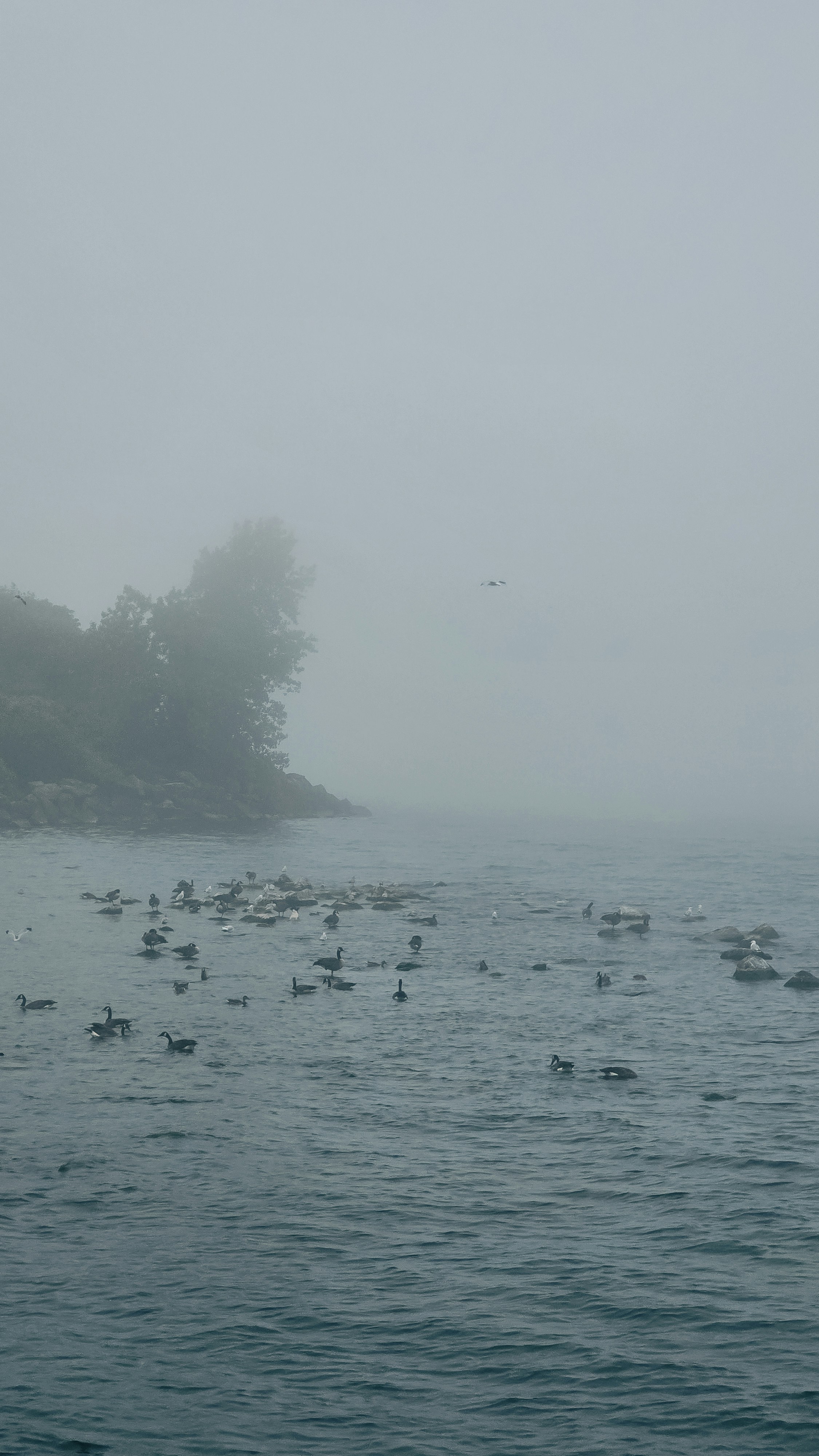 Whispers of the Misty Waters