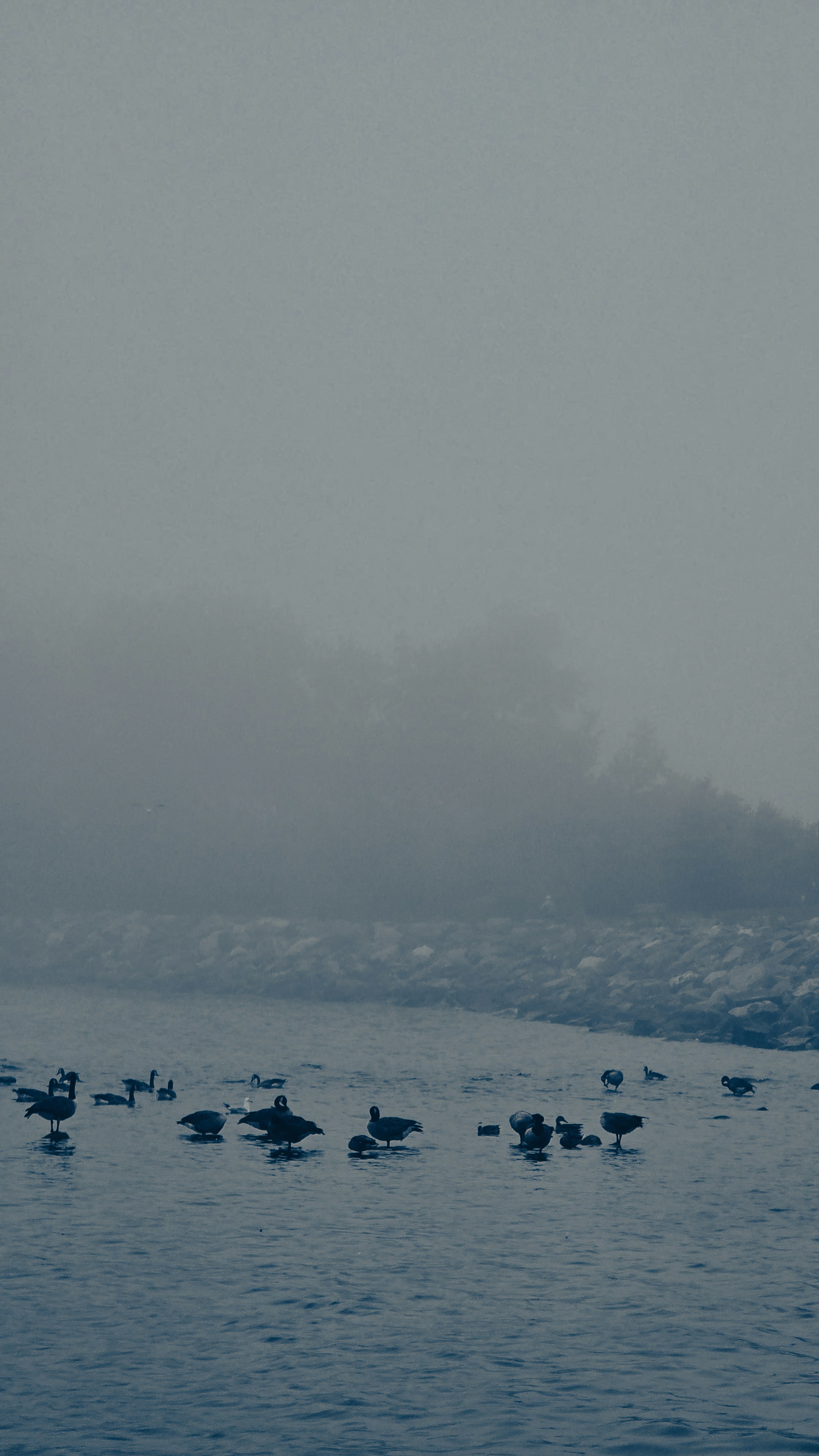 Whispers of the Misty Waters