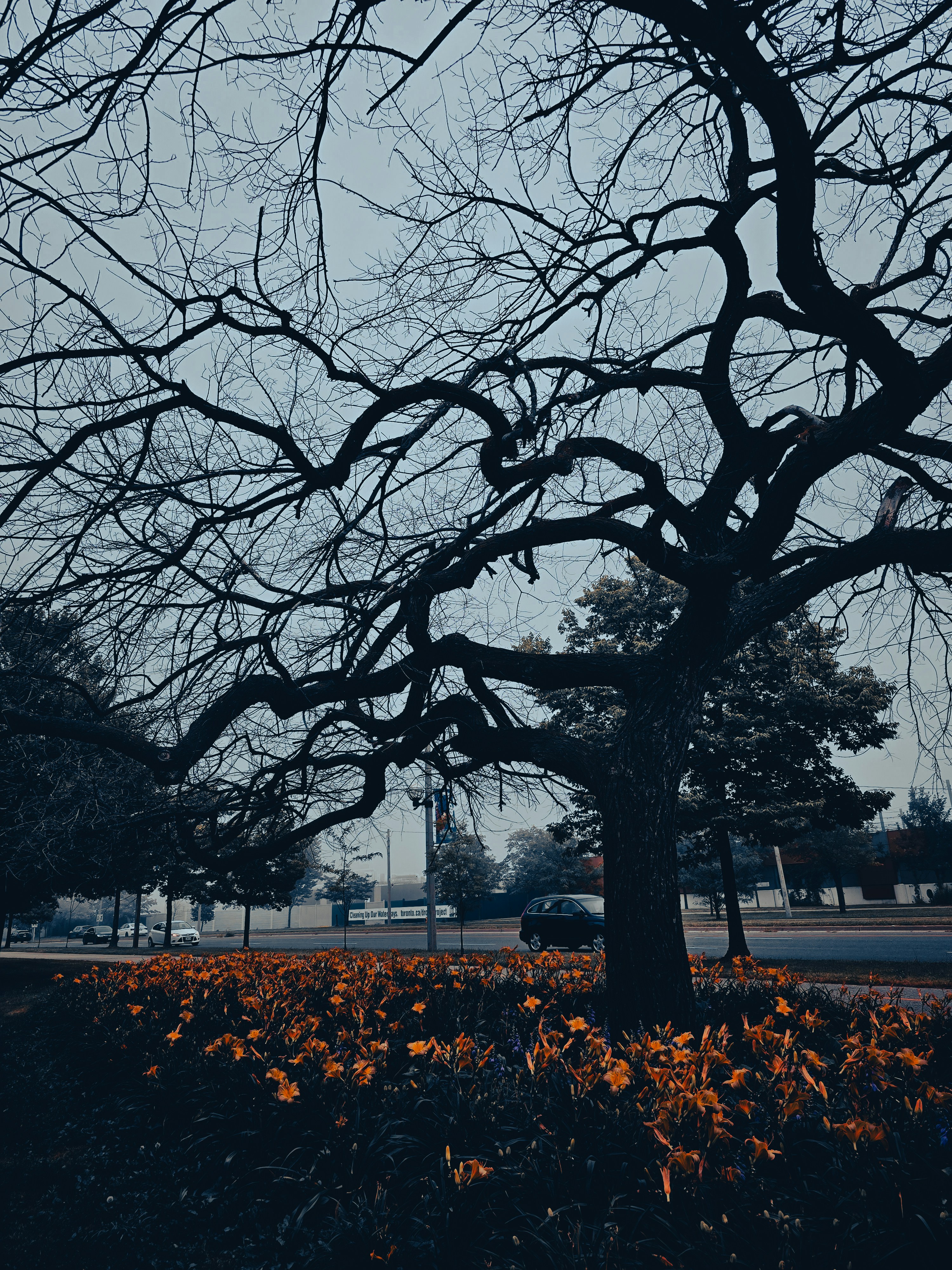 Whispers of Autumn: A Tree's Silent Elegance