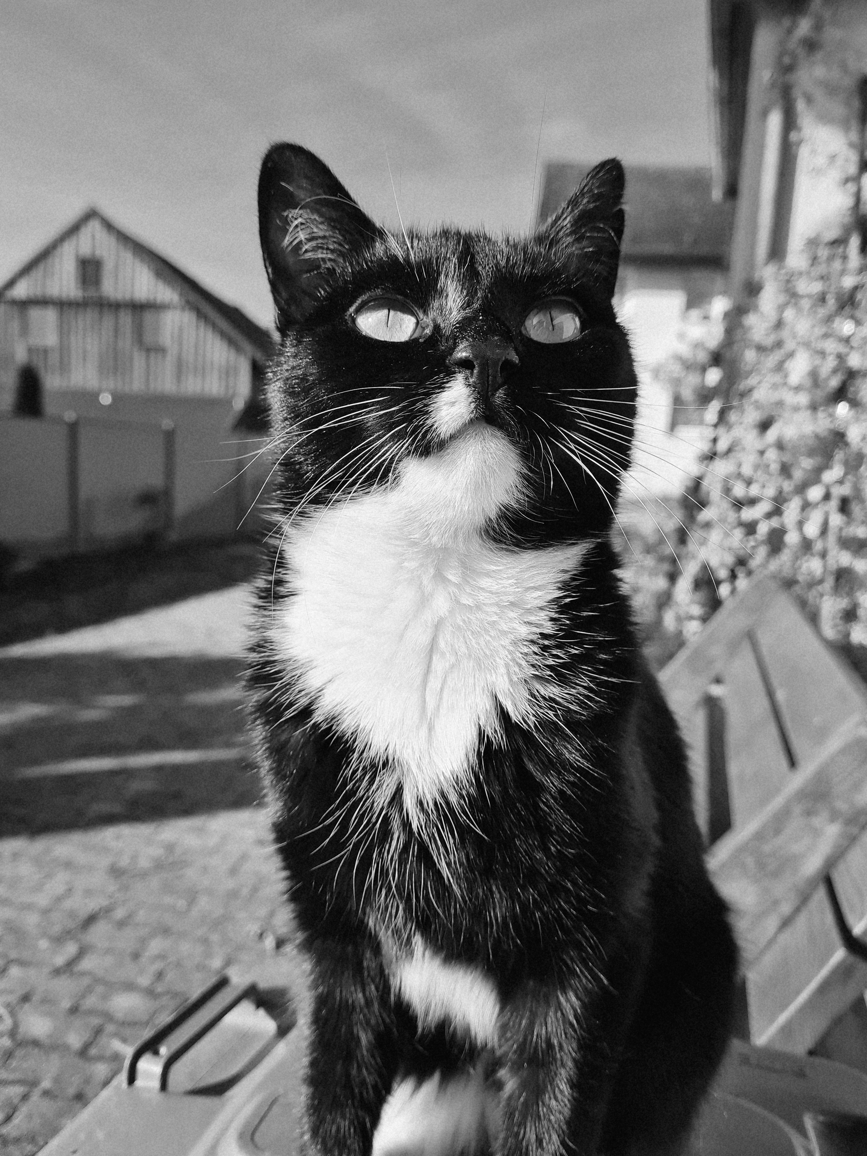 Whiskered Watcher in Monochrome