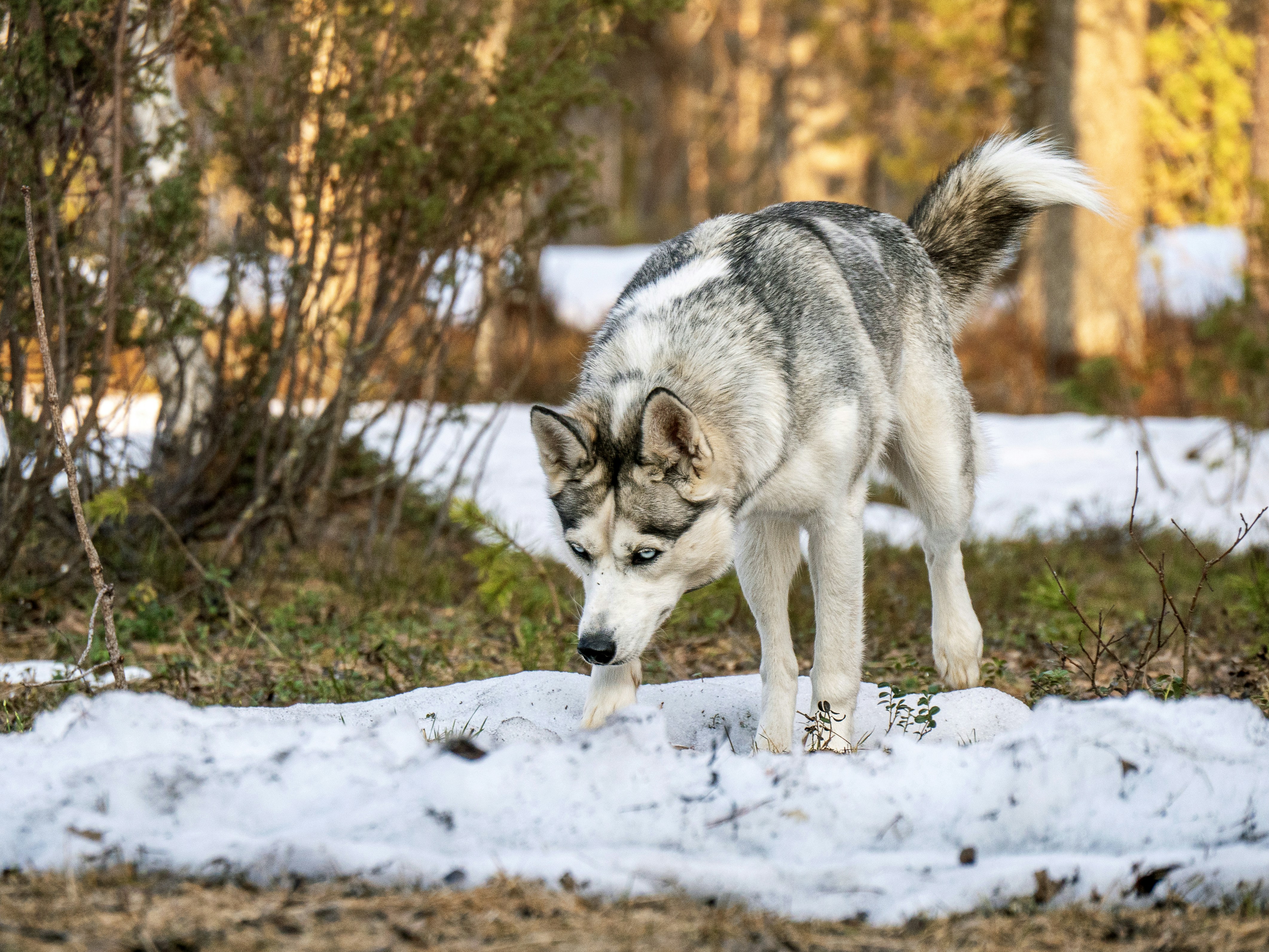 Kielo | A husky dog sniffs the ground in a snowy forest.