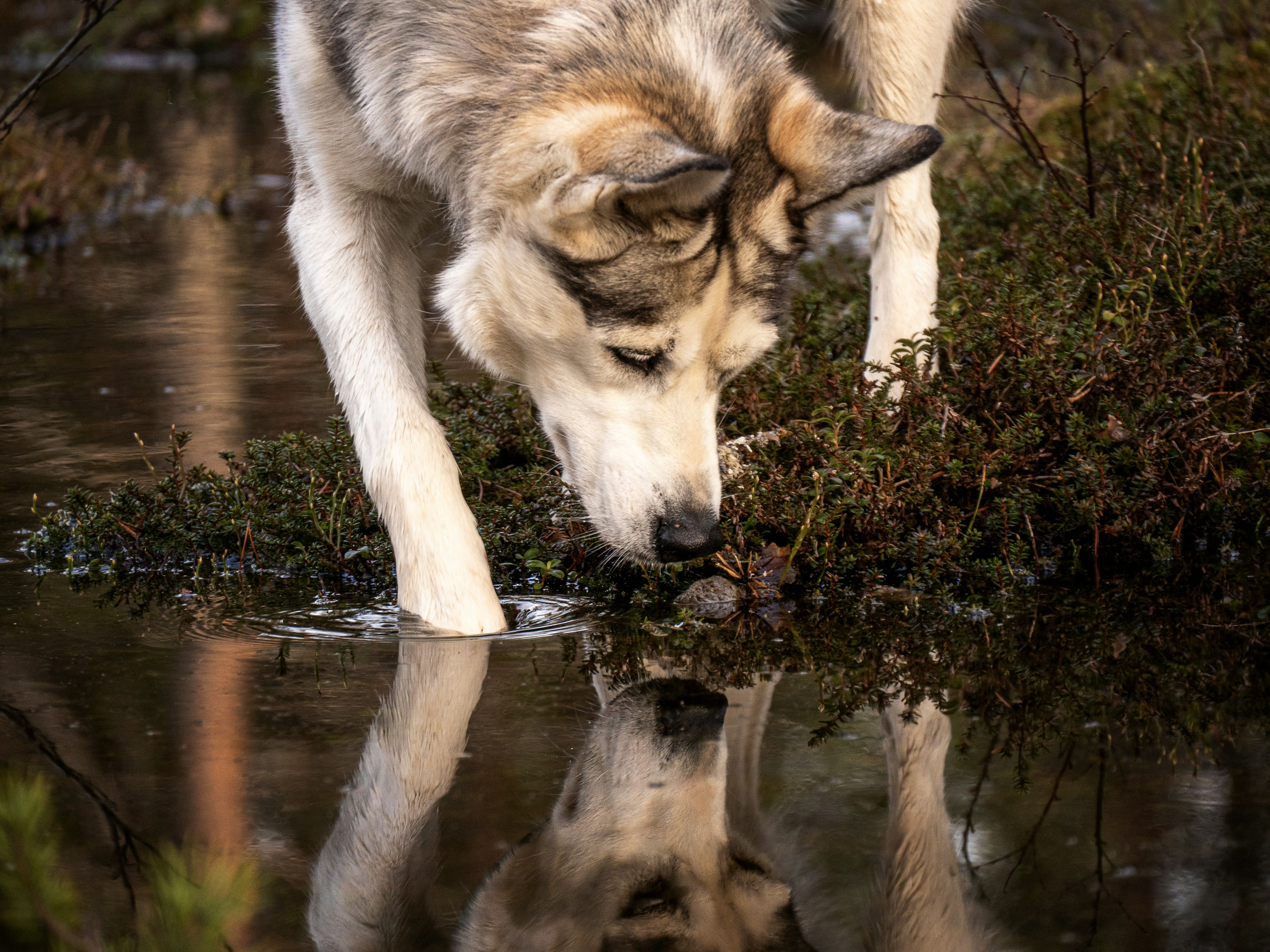 Kielo | Wolf drinking water from a shallow pool
