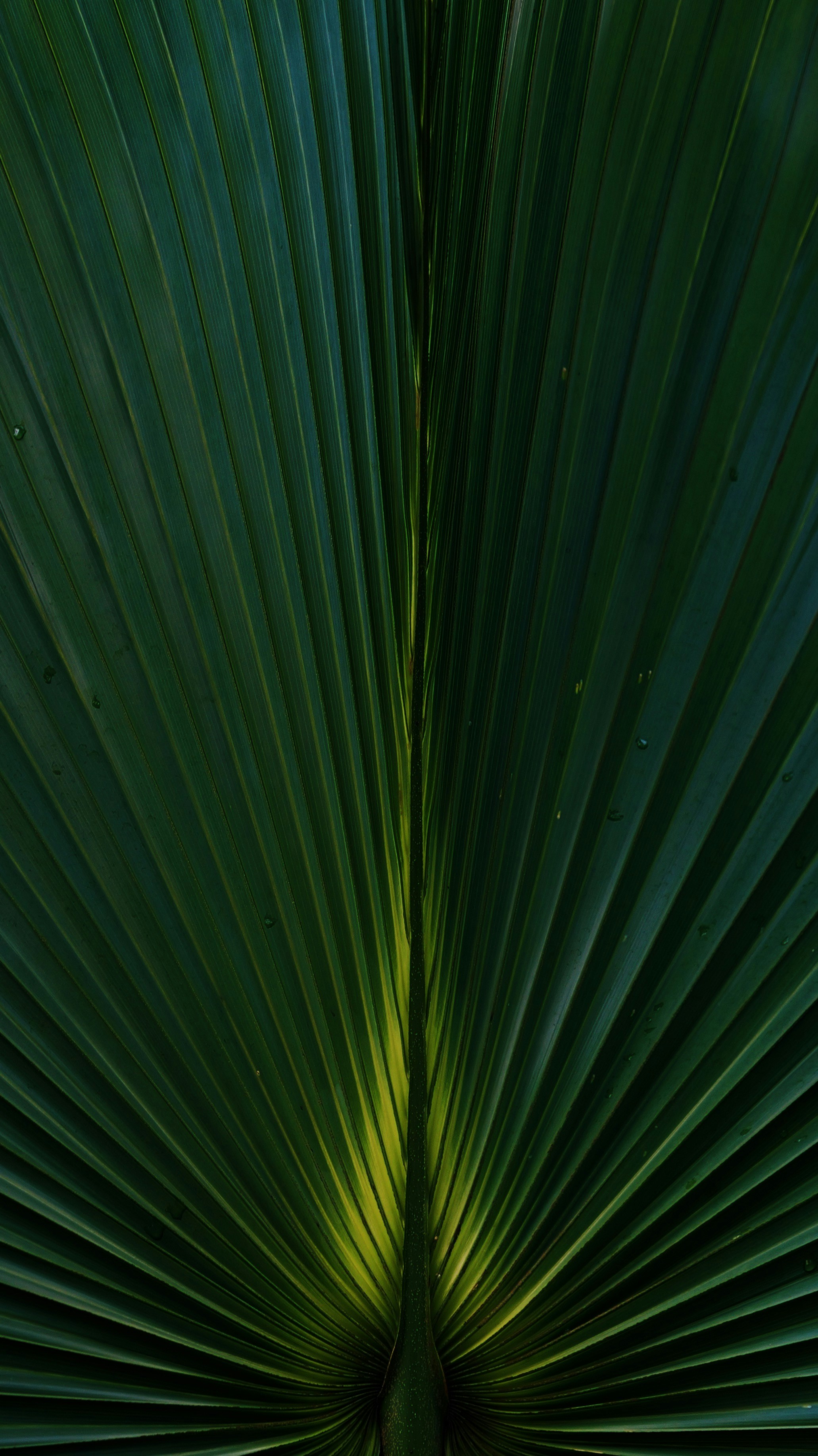 Symphony of Green: Nature's Radiant Lines