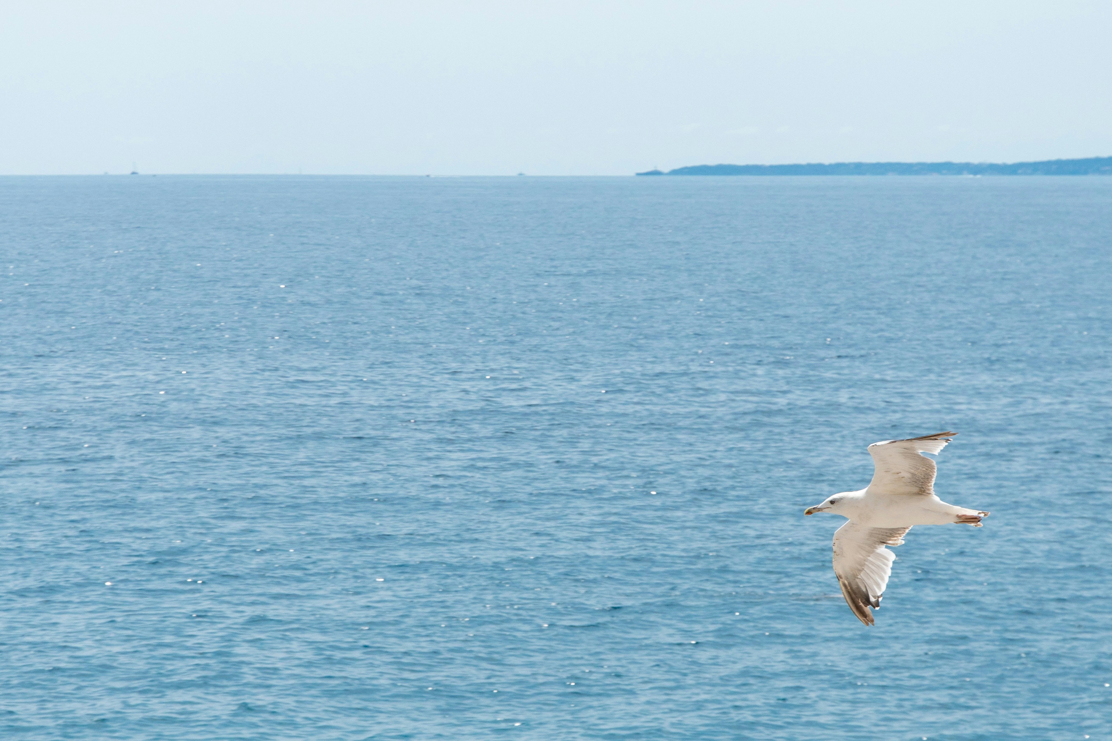 Soaring Serenity Above the Waves