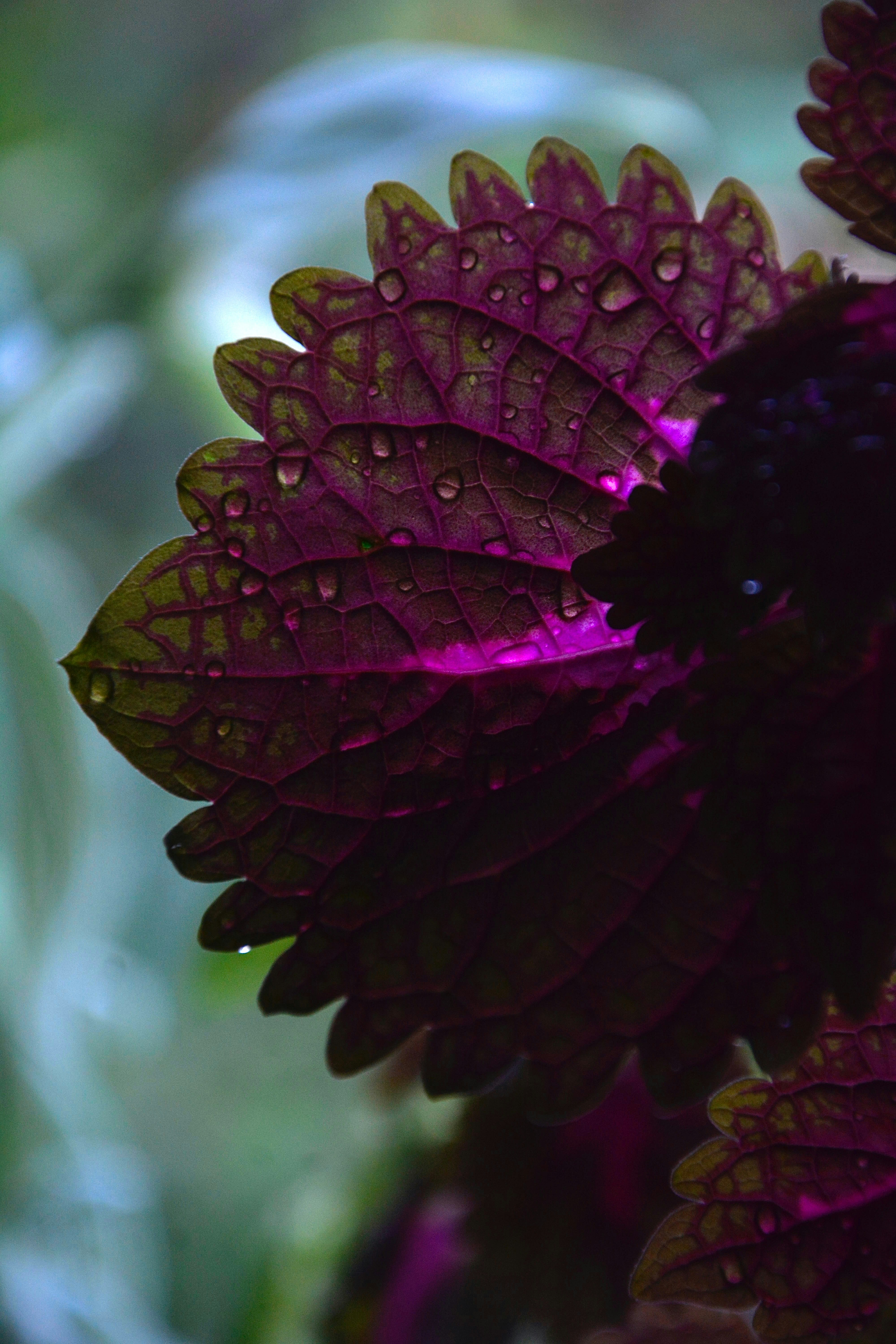 Close-up of a dark purple leaf with water droplets.