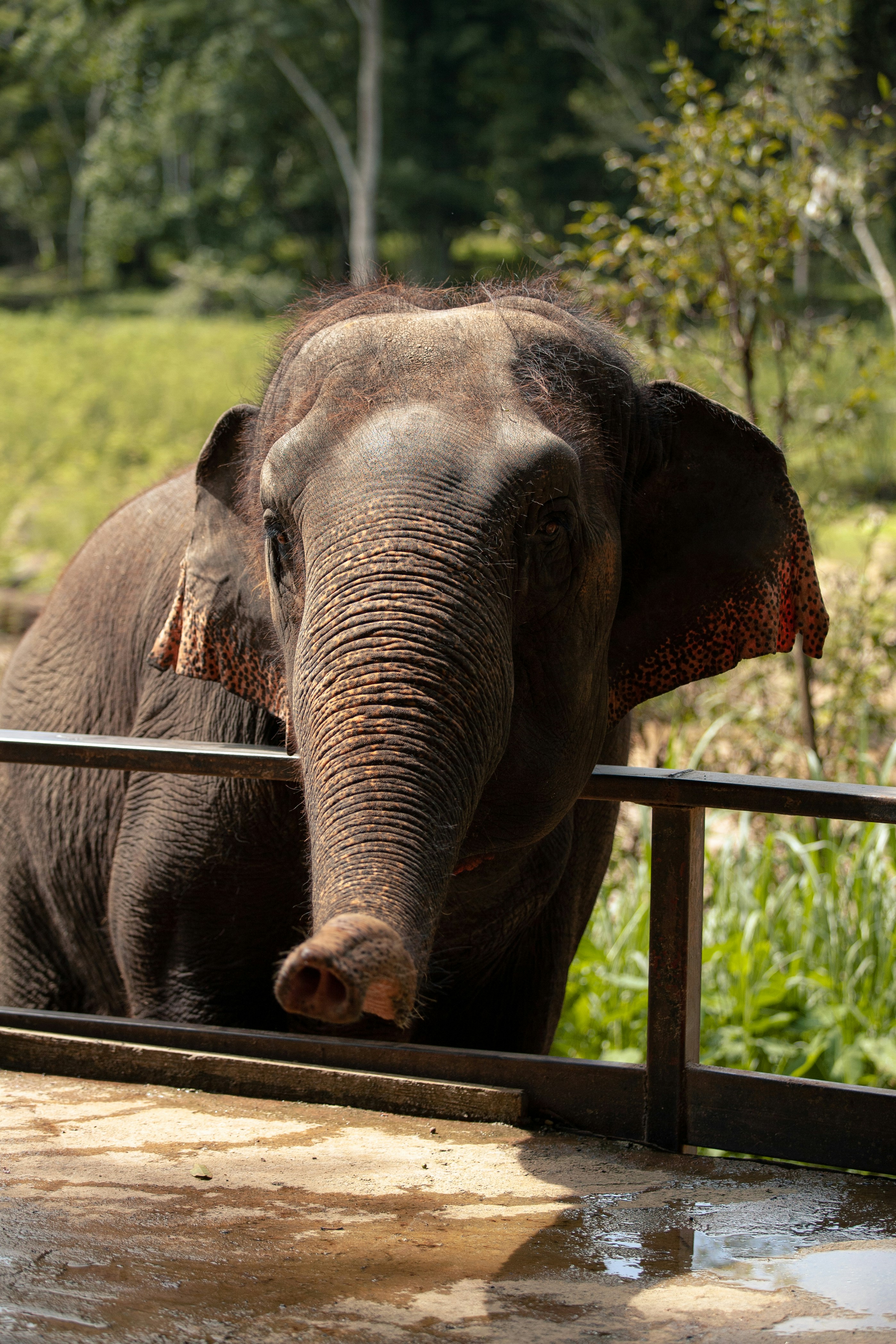 Gentle Giant at the Water's Edge