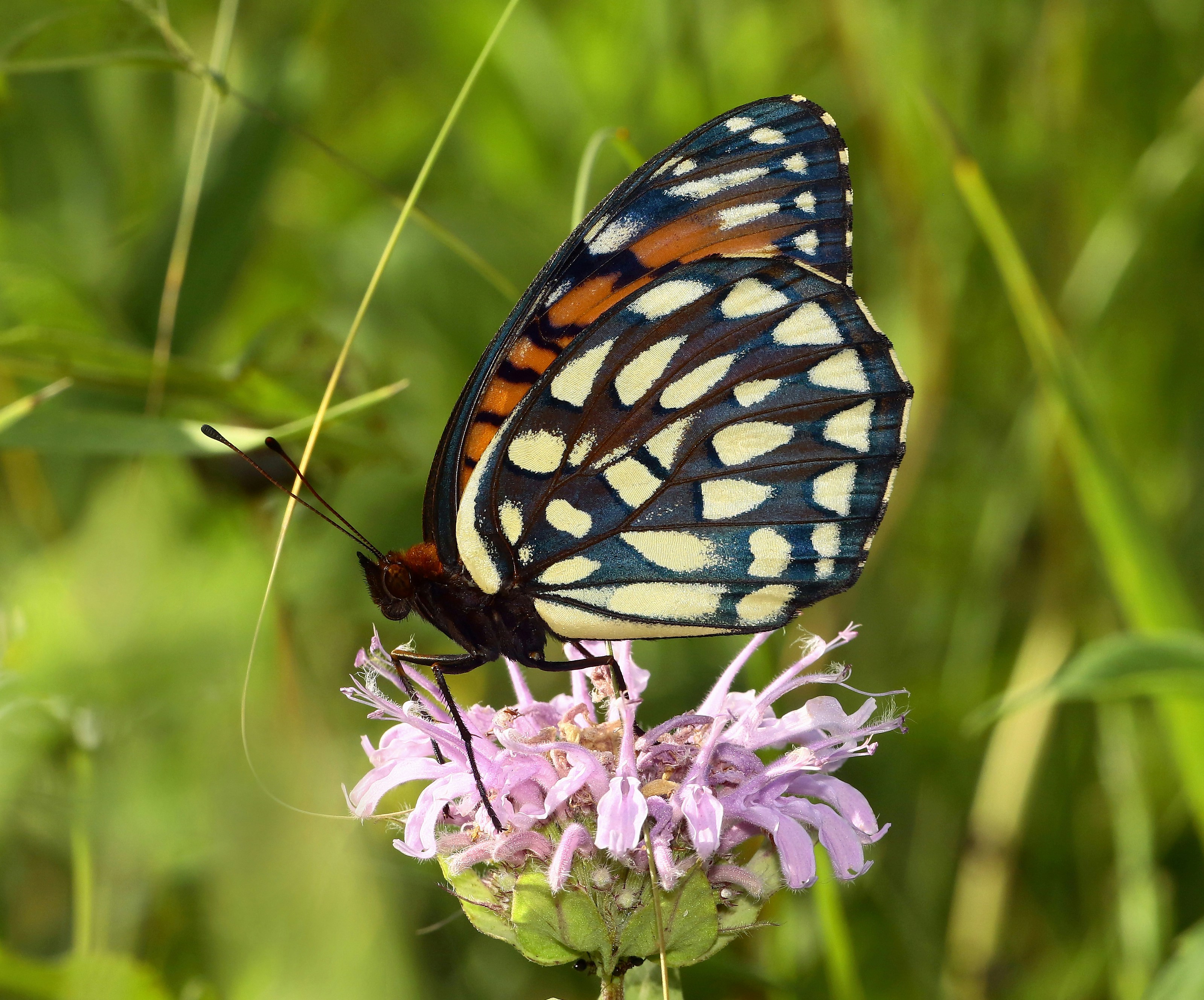 Nature's Delicate Artisan: The Butterfly's Dance