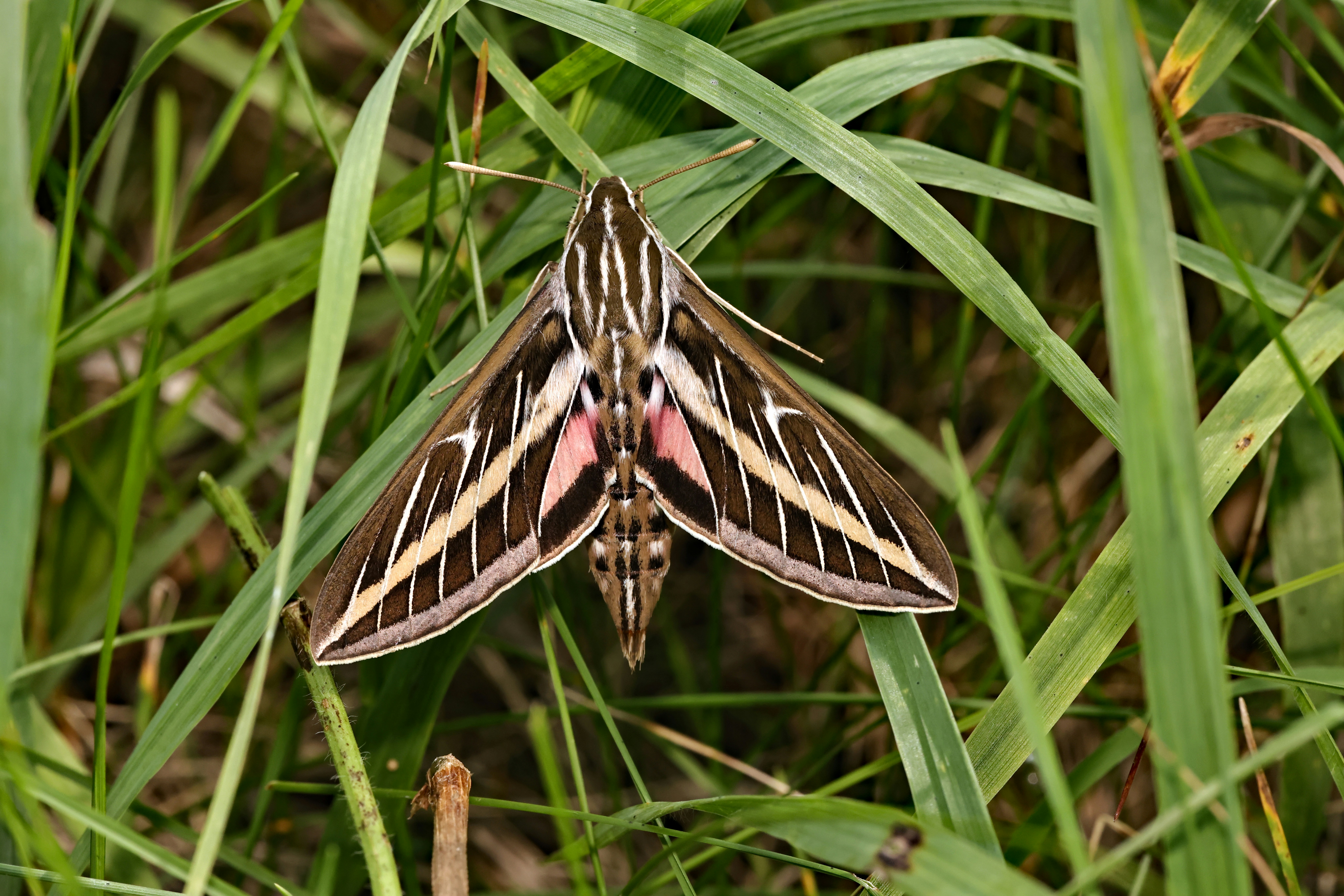 Nature's Intricate Winged Wonder