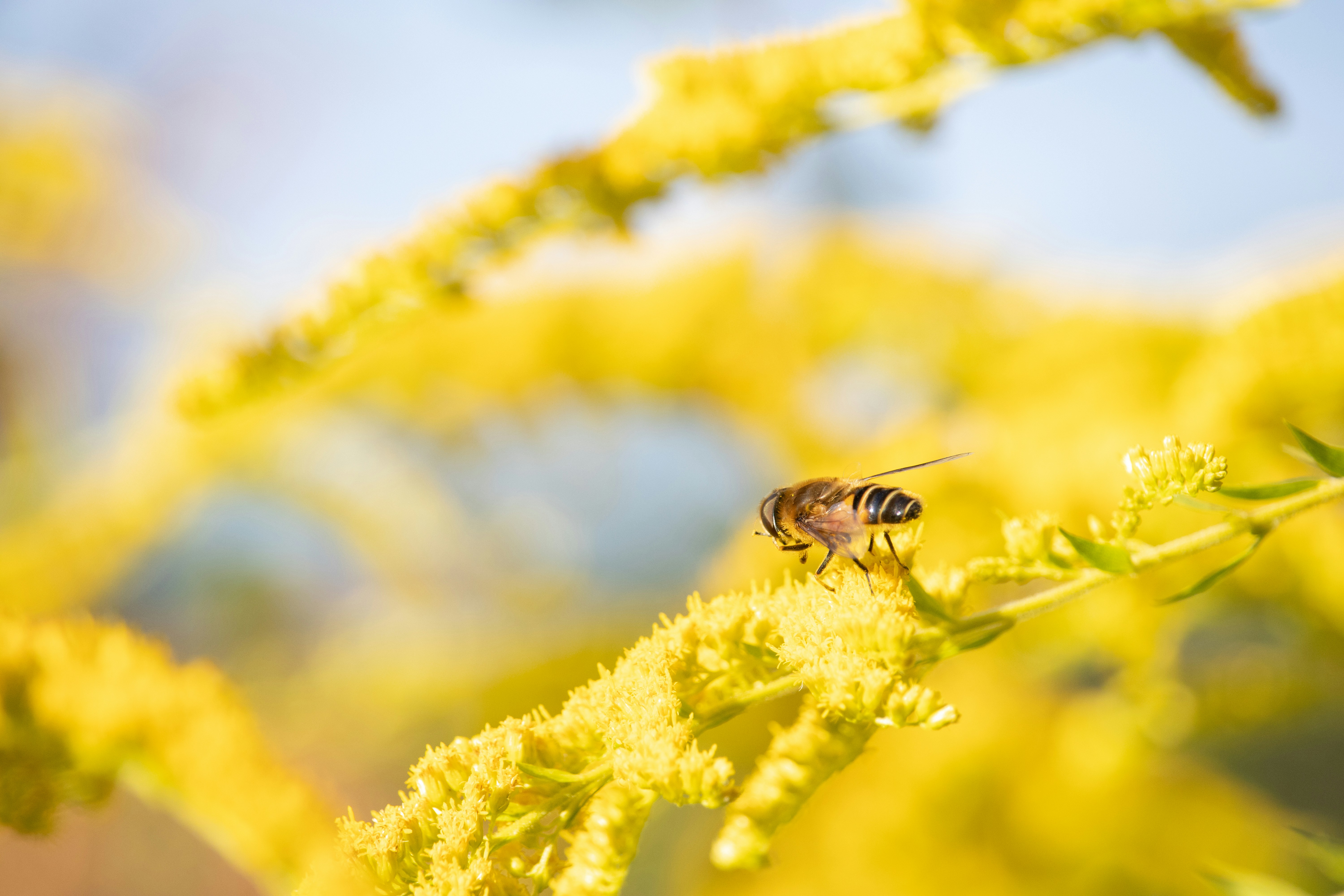 A bee rests on a bright yellow flower.