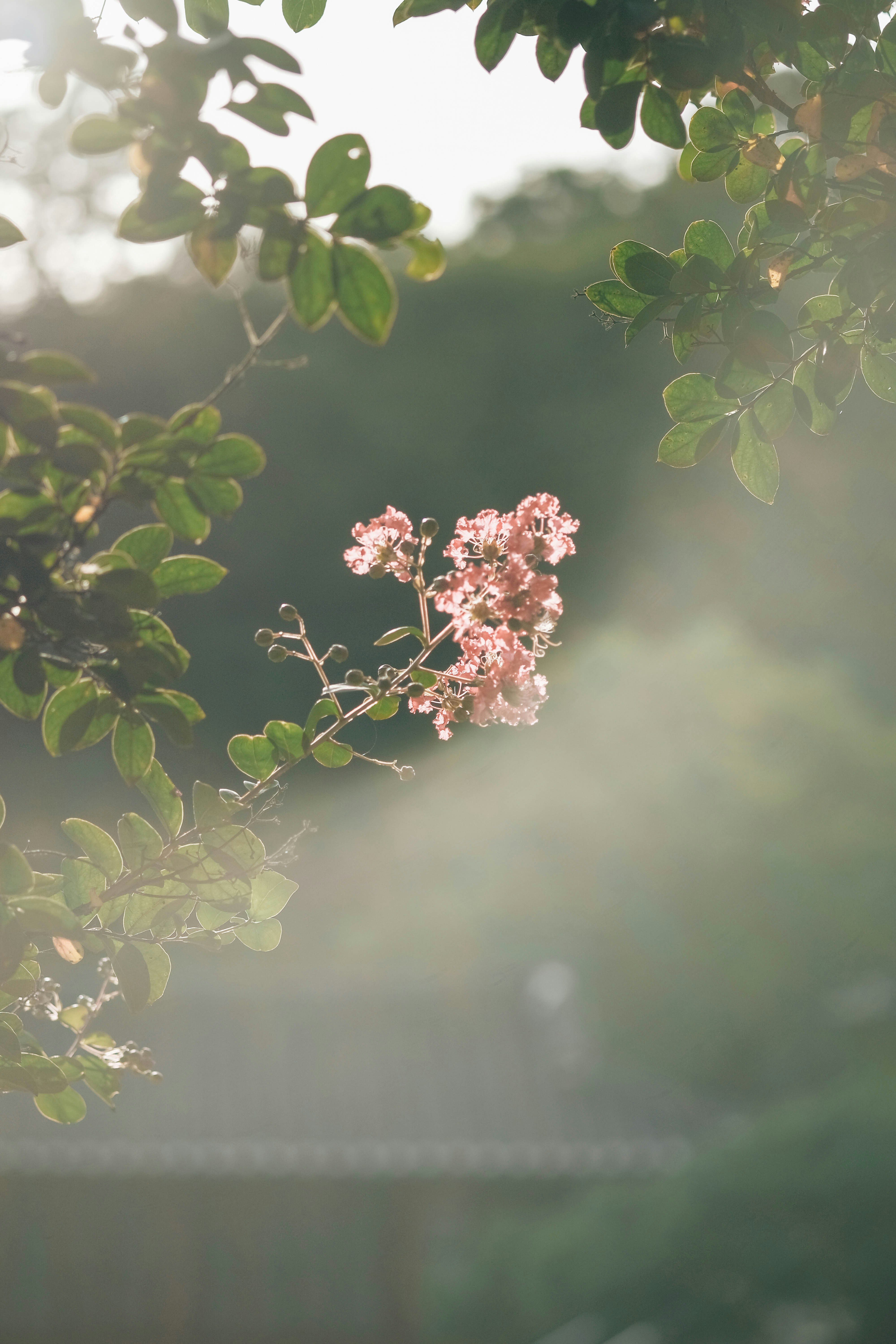 Whispers of Spring: A Floral Embrace
