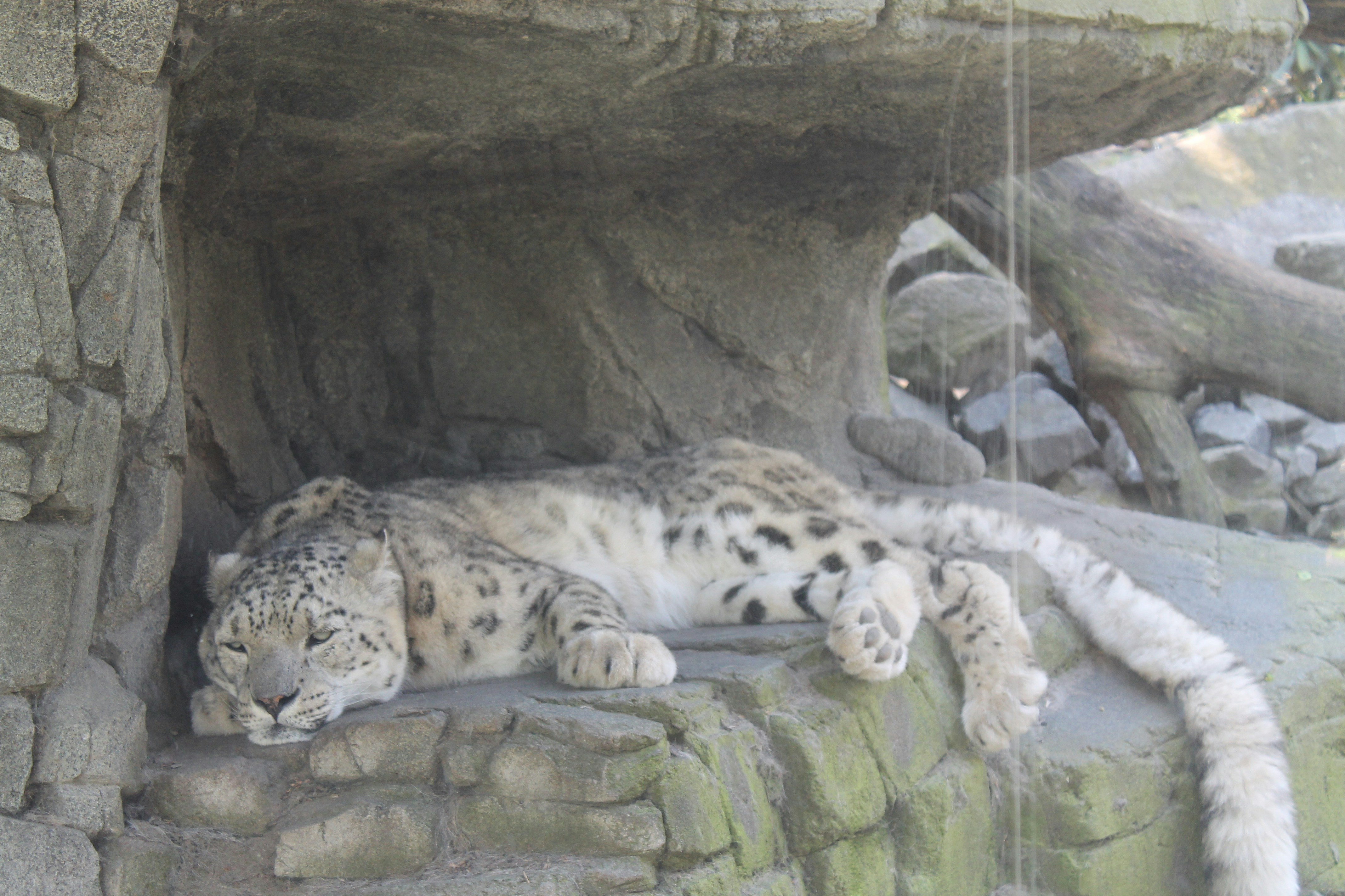A snow leopard rests on a rocky ledge.