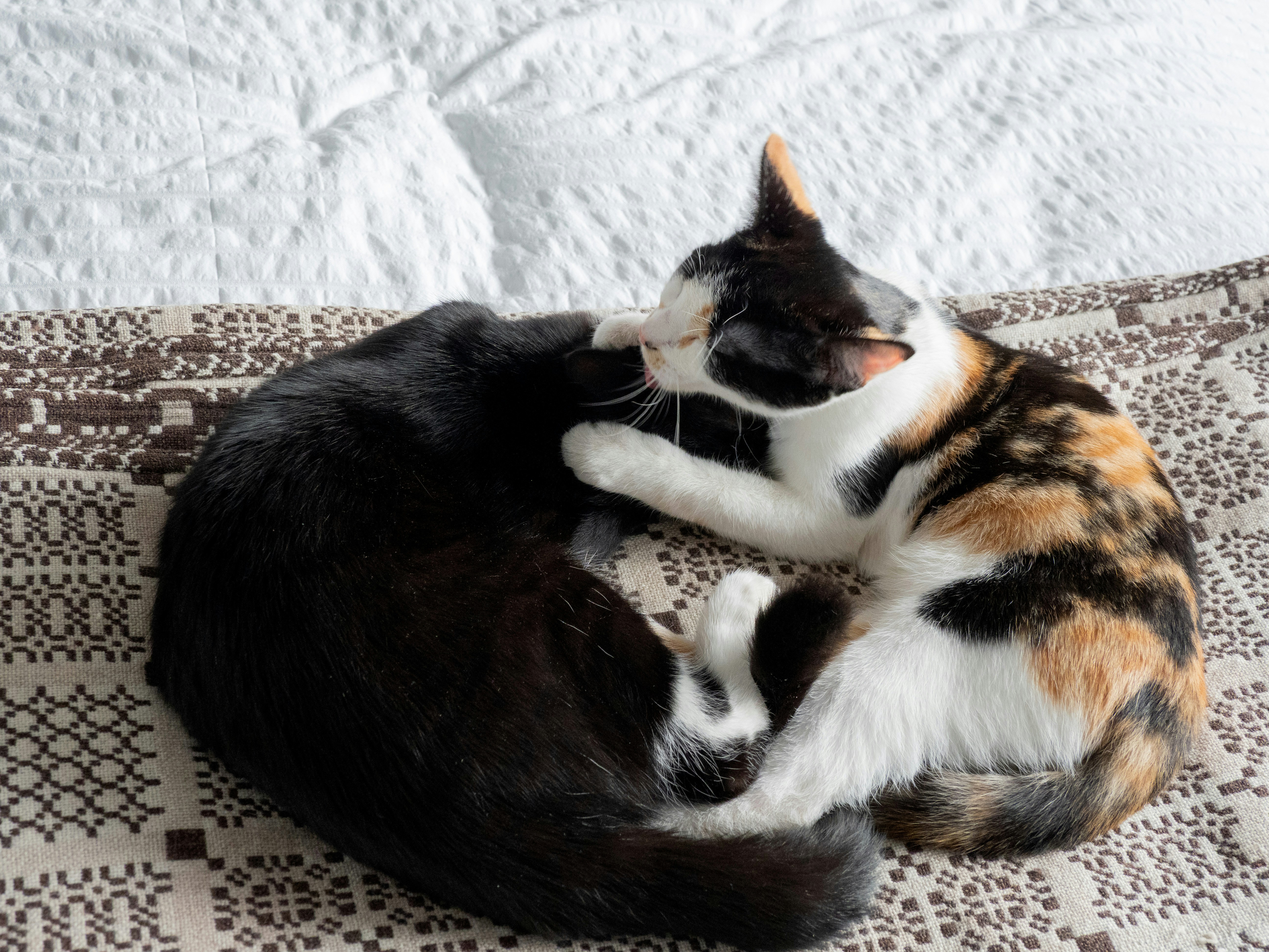 cat, cats, kitten, kittens, cute, pet, pets, rescue cats, | Two cats cuddling on a patterned blanket.