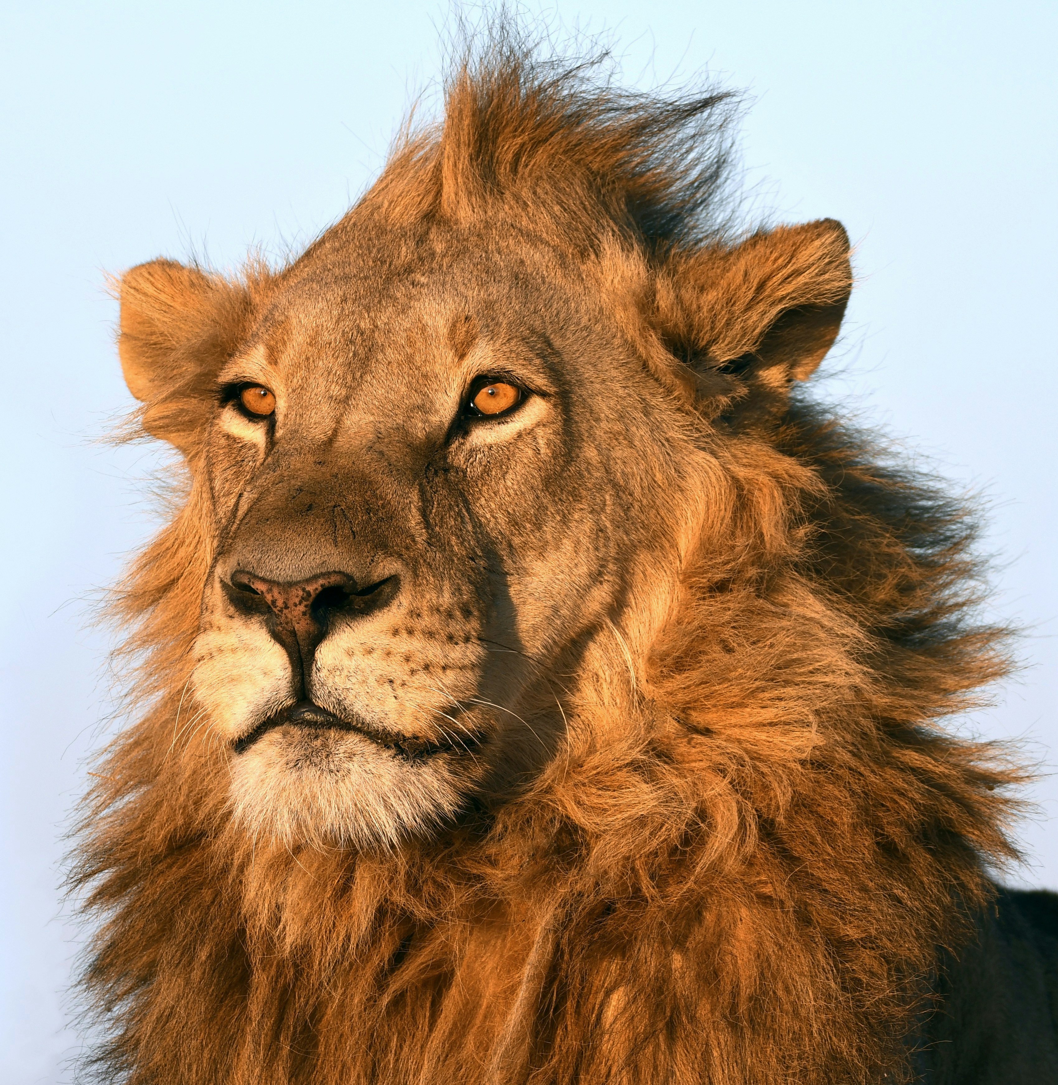 Captured in the warm light of evening's 'golden hour', this young lion offered an opportunity for a lusciously lit portrait. | A majestic male lion with a windswept mane.