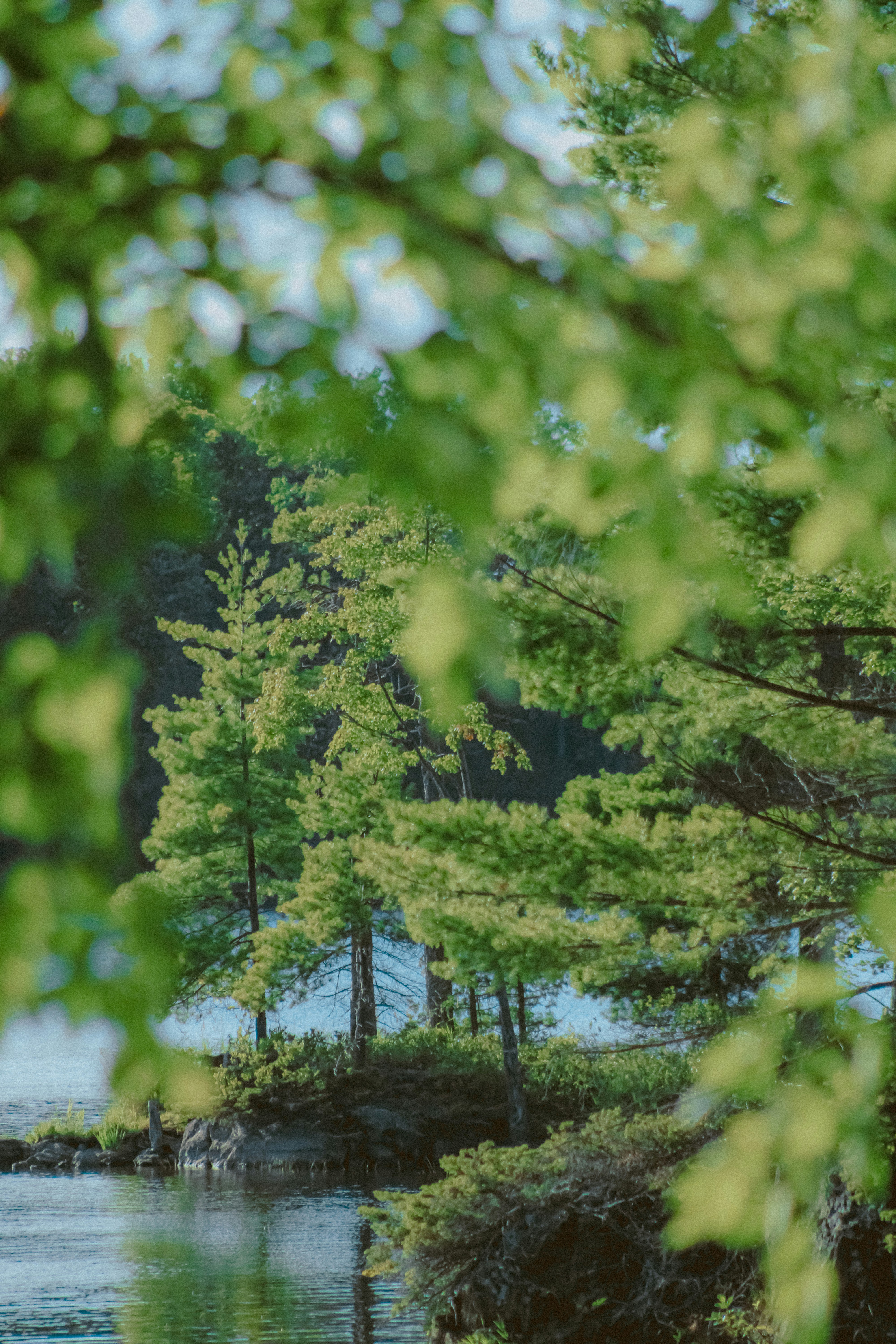 Lush green foliage frames a serene lakeside view, with tall trees reflecting in calm waters. The scene captures the essence of peaceful nature.