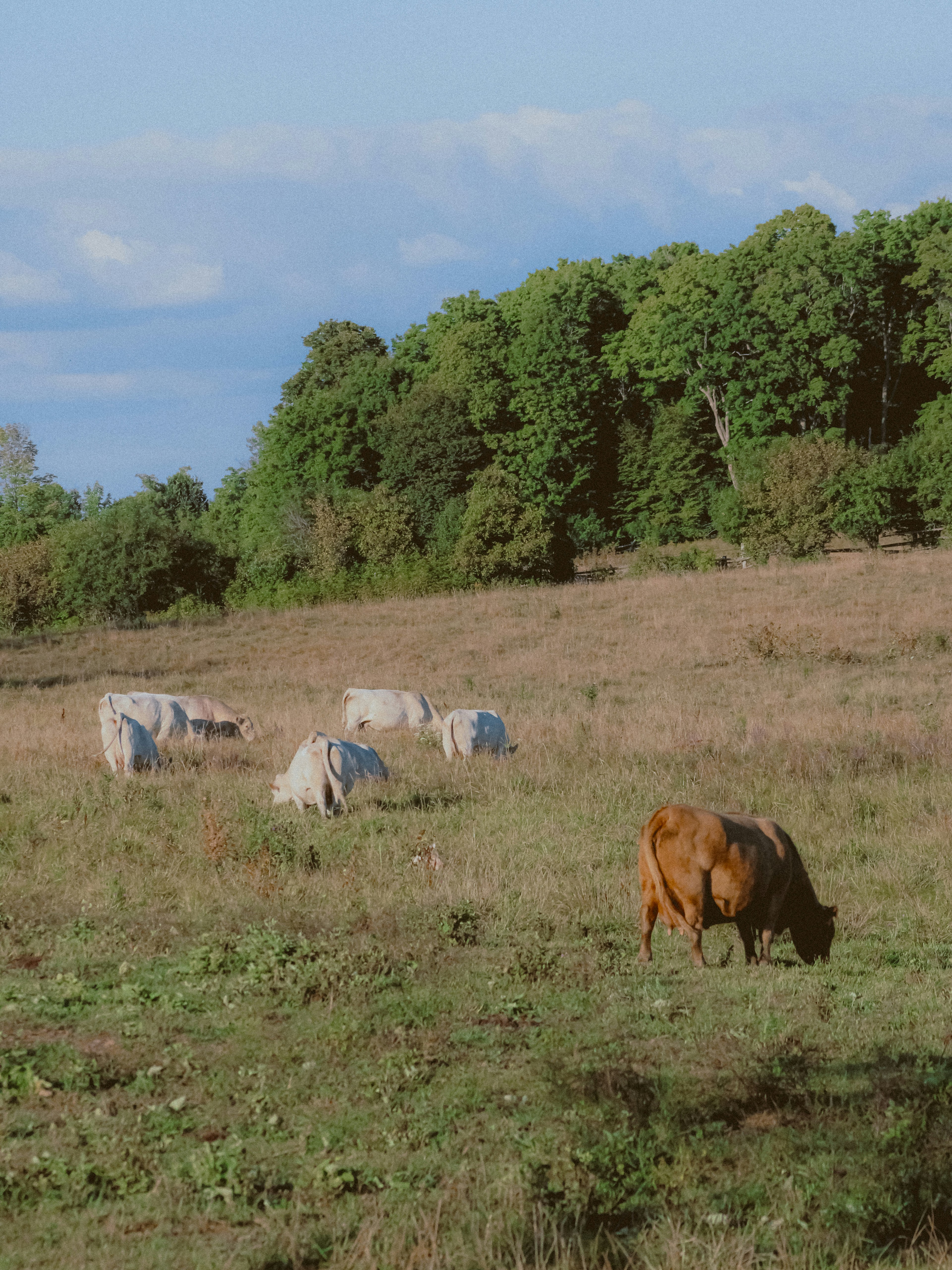 Pastoral Serenity: A Grazing Moment