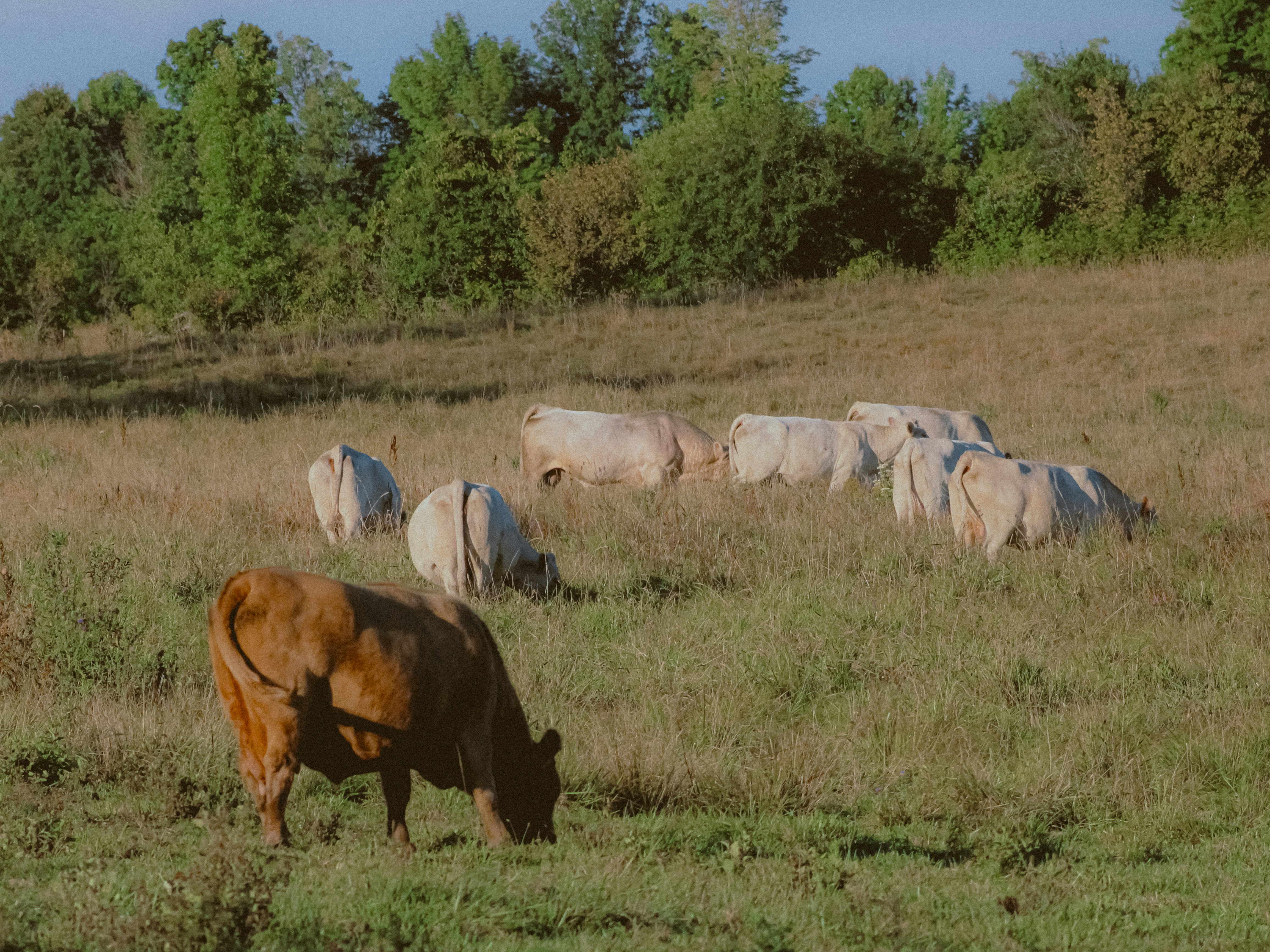 cattle grazing in field by forest | Cows grazing in a grassy field with trees