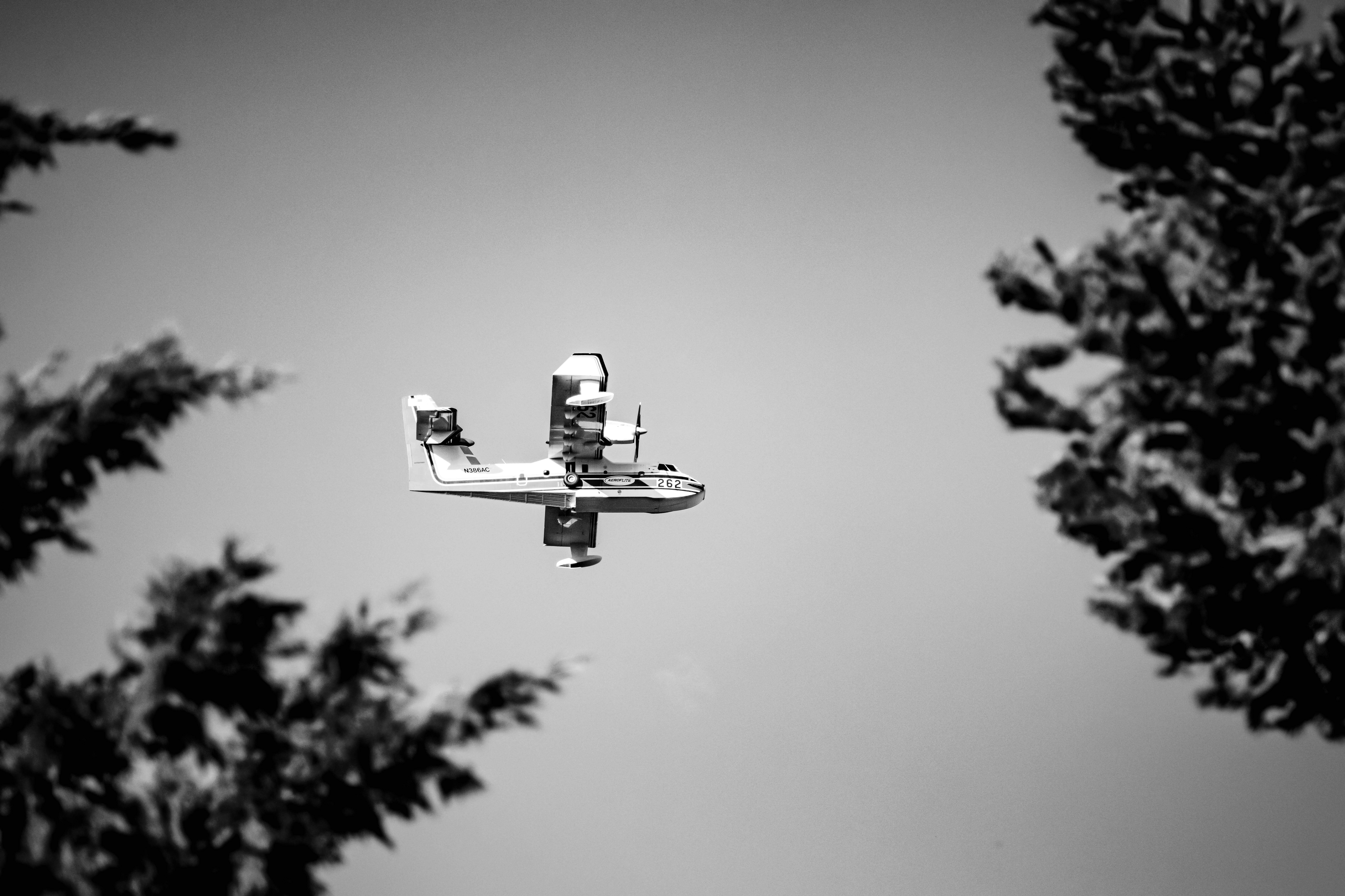 Soaring Through Shadows: The Art of Flight
