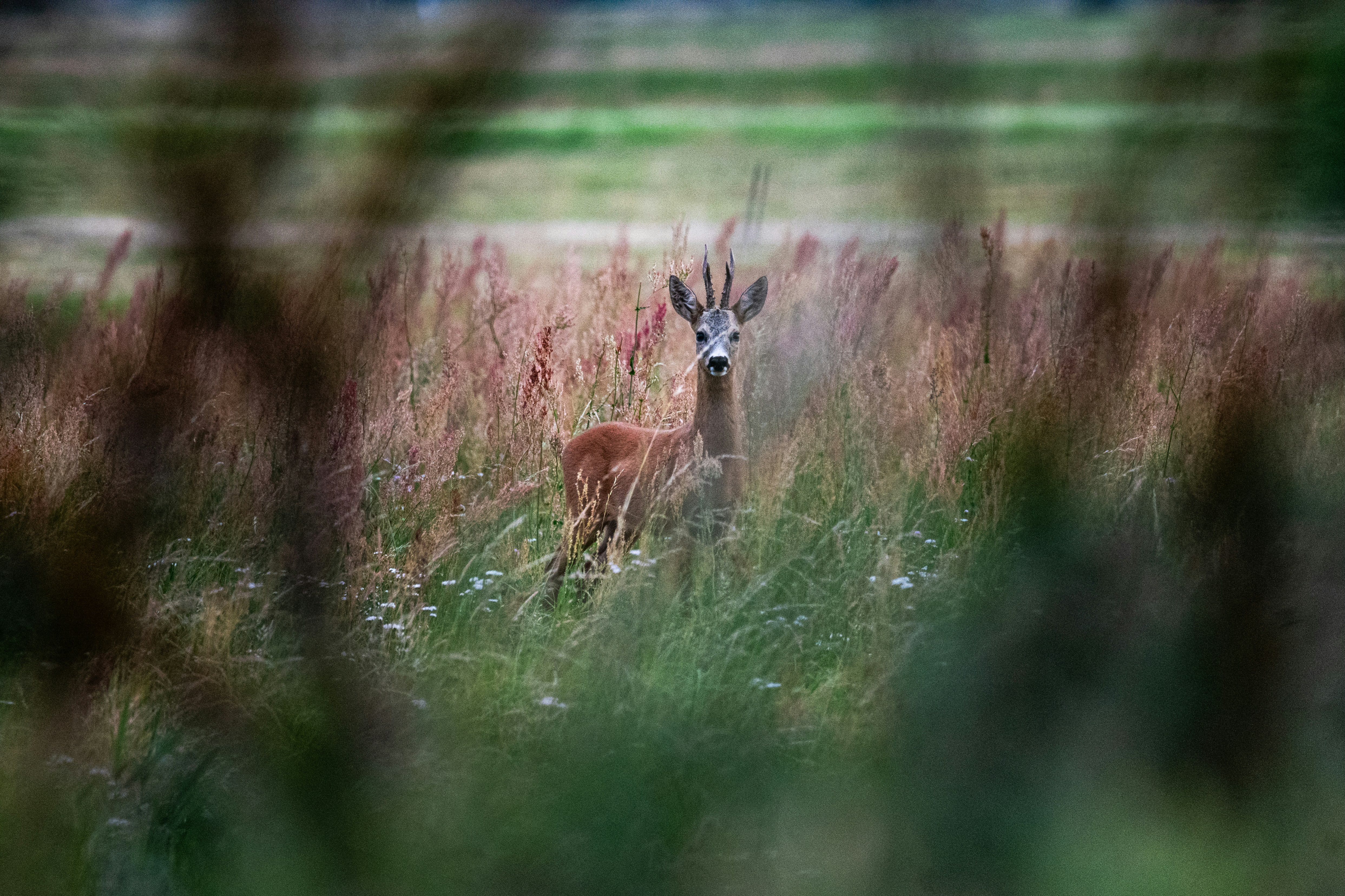 Koziołek 🦌 | Deer standing in a grassy field