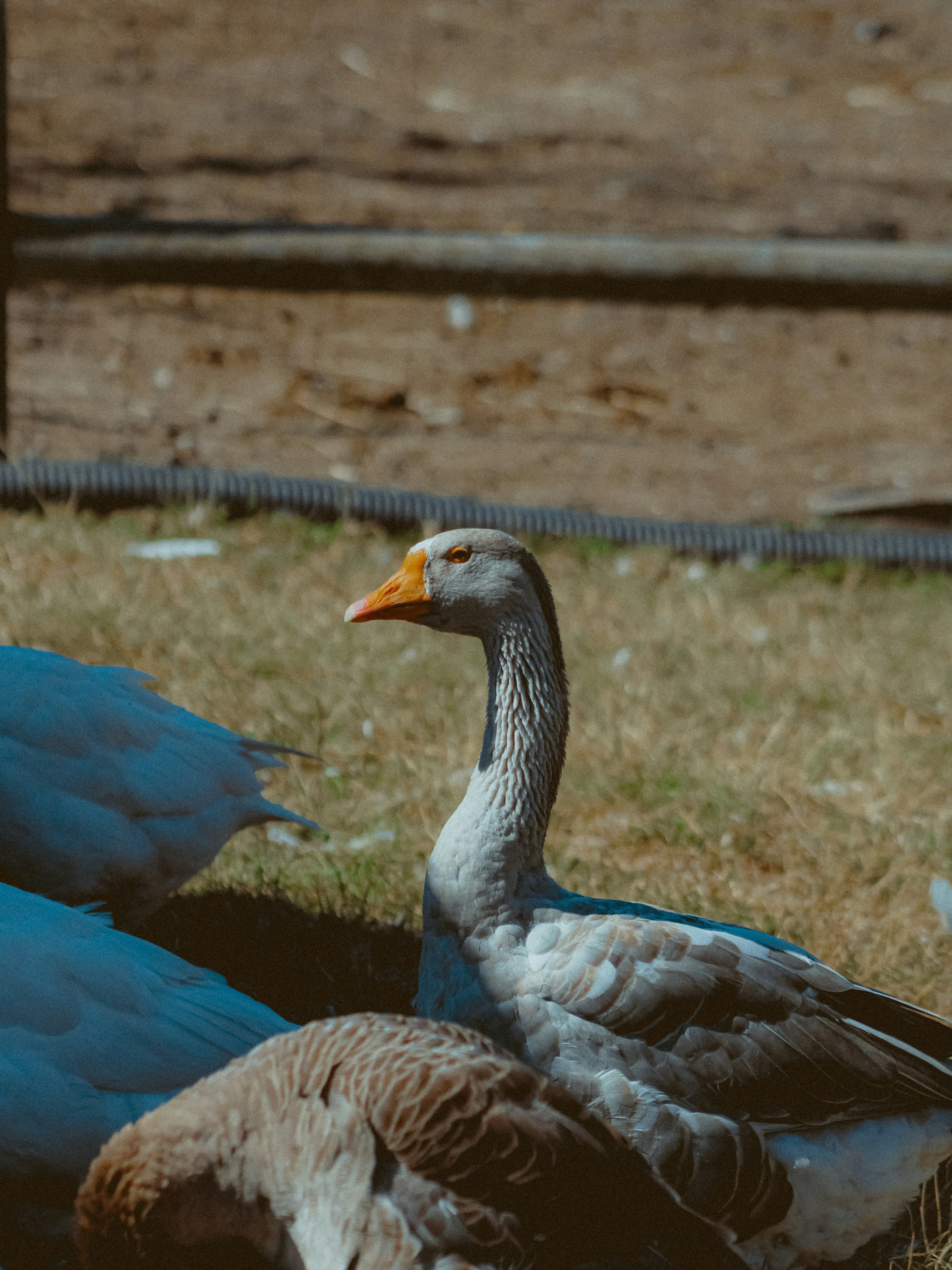 The Watchful Goose Amidst the Flock