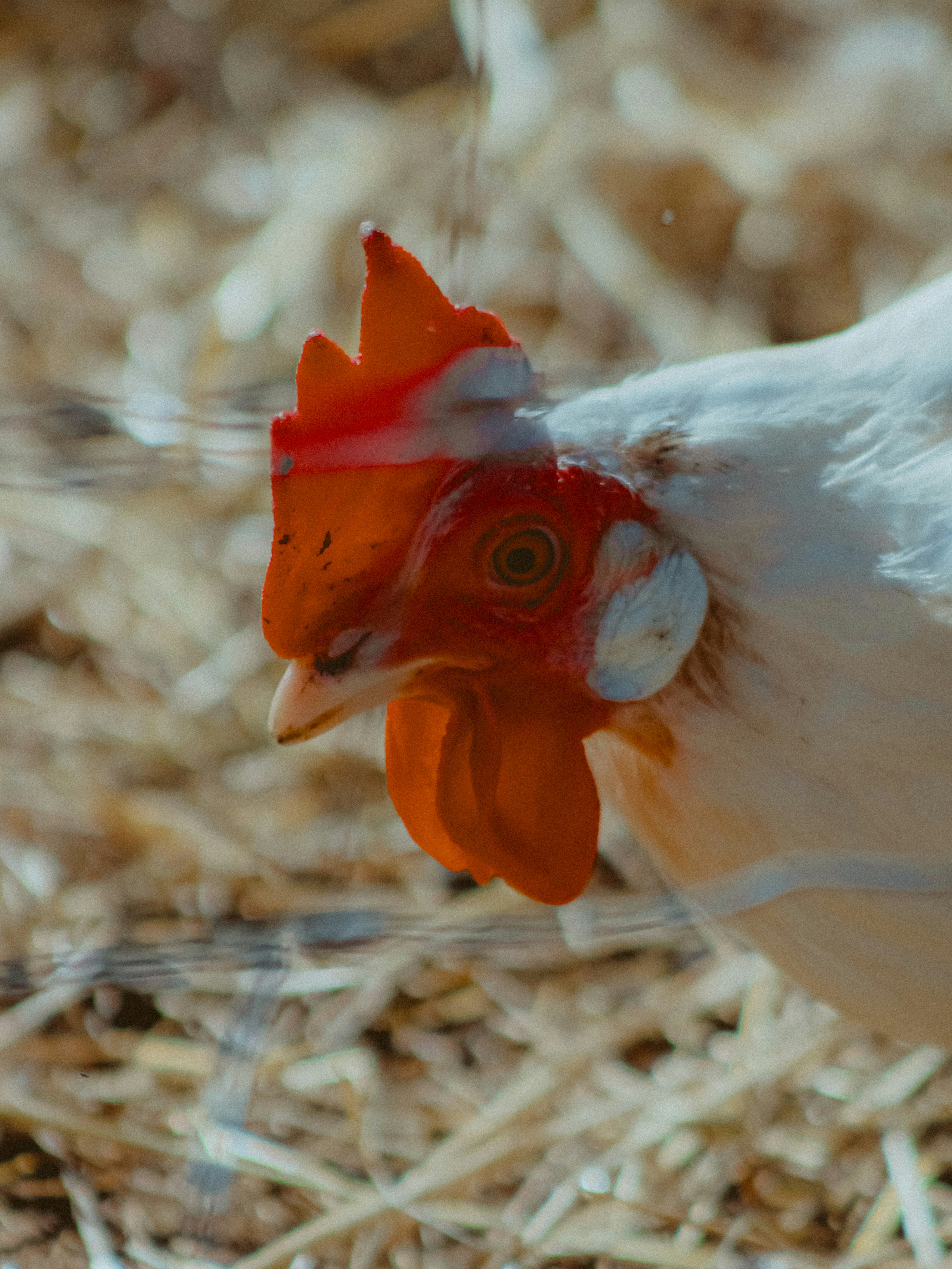 A Glimpse into Farm Life: The Curious Rooster