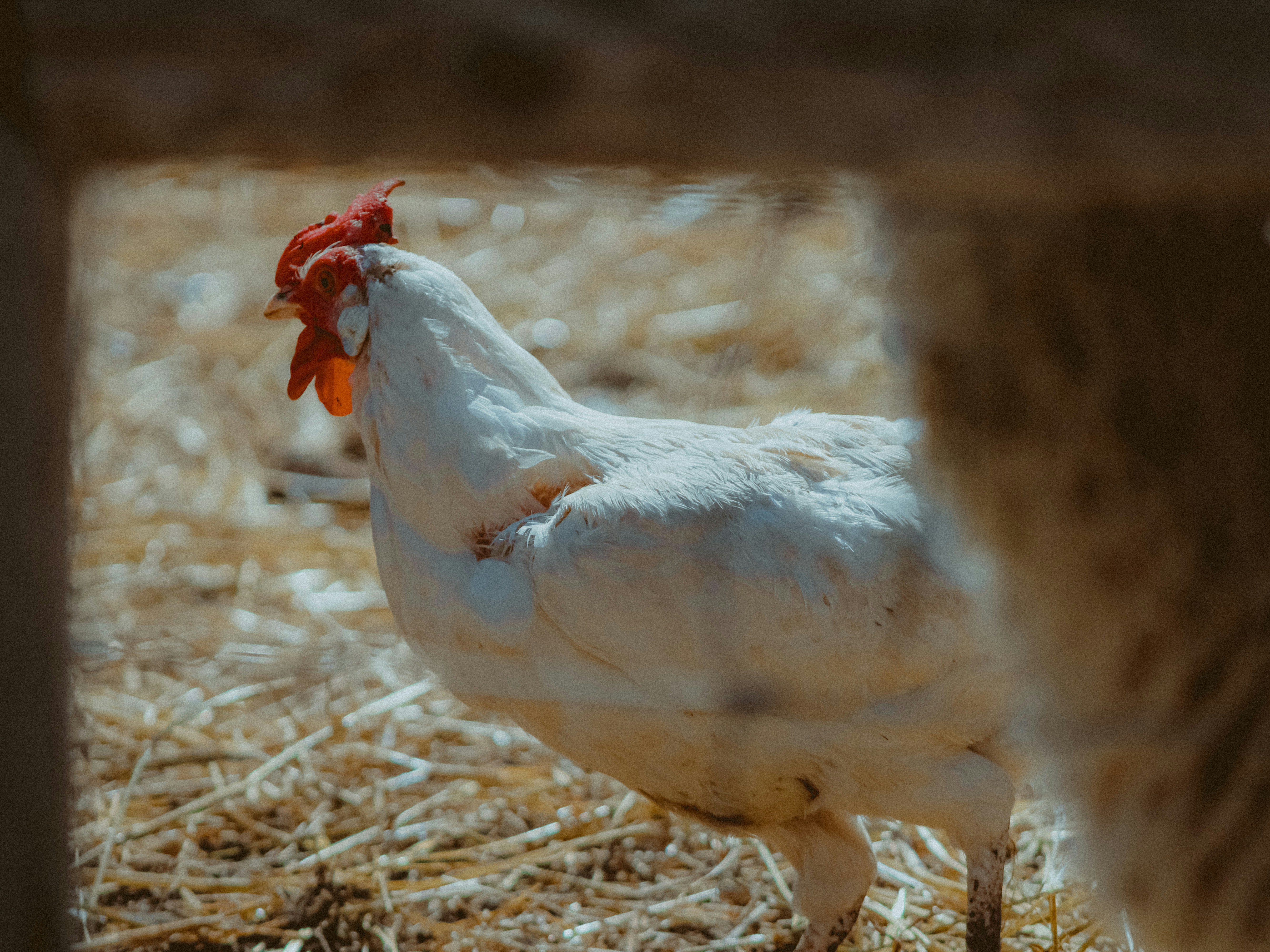 The Quiet Observer: A Hen's Daily Life